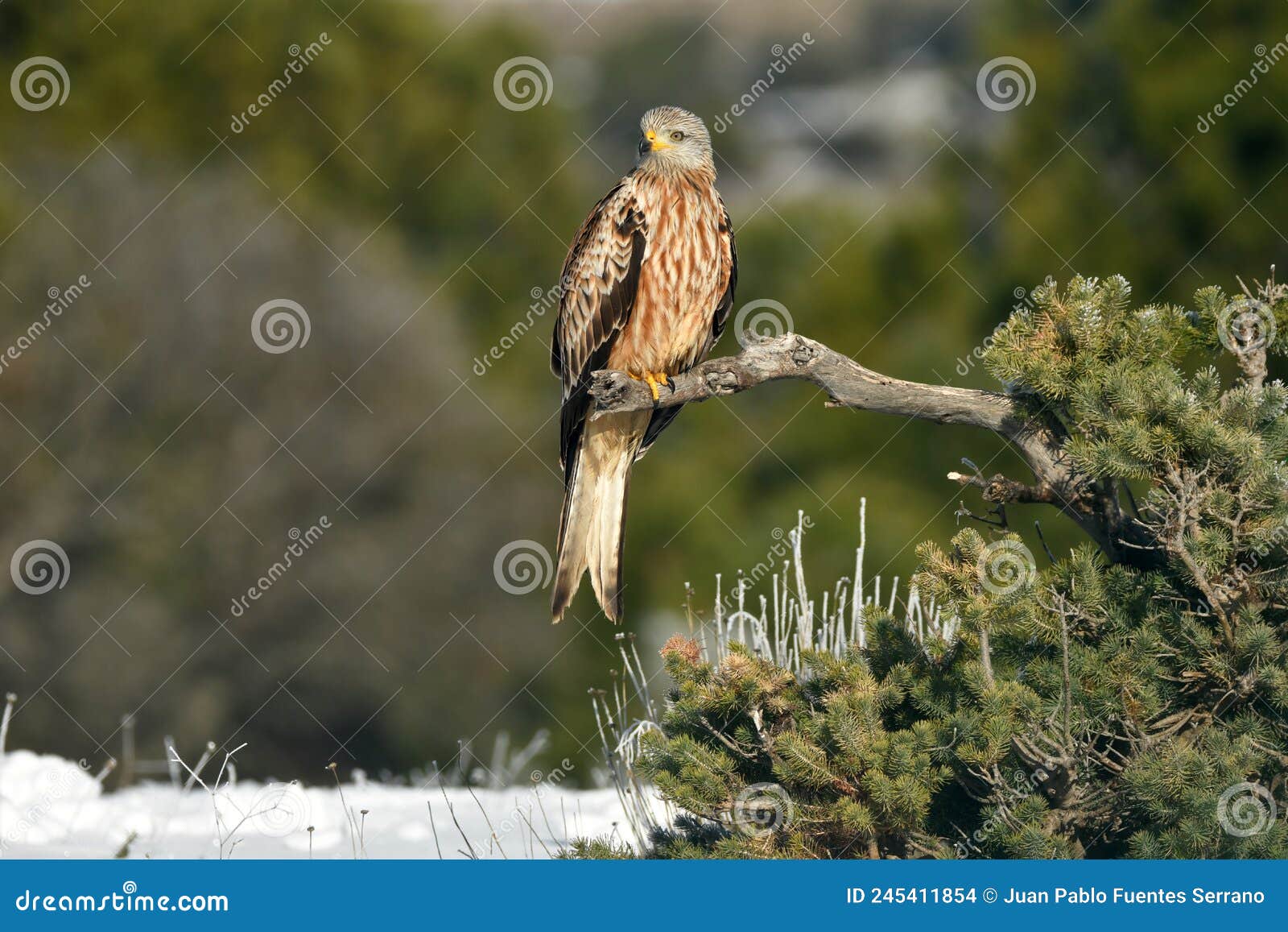 Red Kite Rests on a Tree Branch Stock Photo - Image of fallow, cereals ...