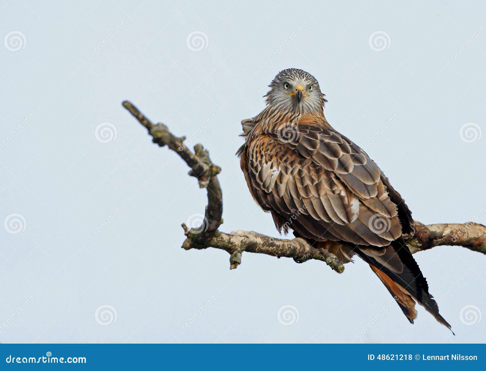 Red kite stock photo. Image of nature, kite, birdofprey - 48621218