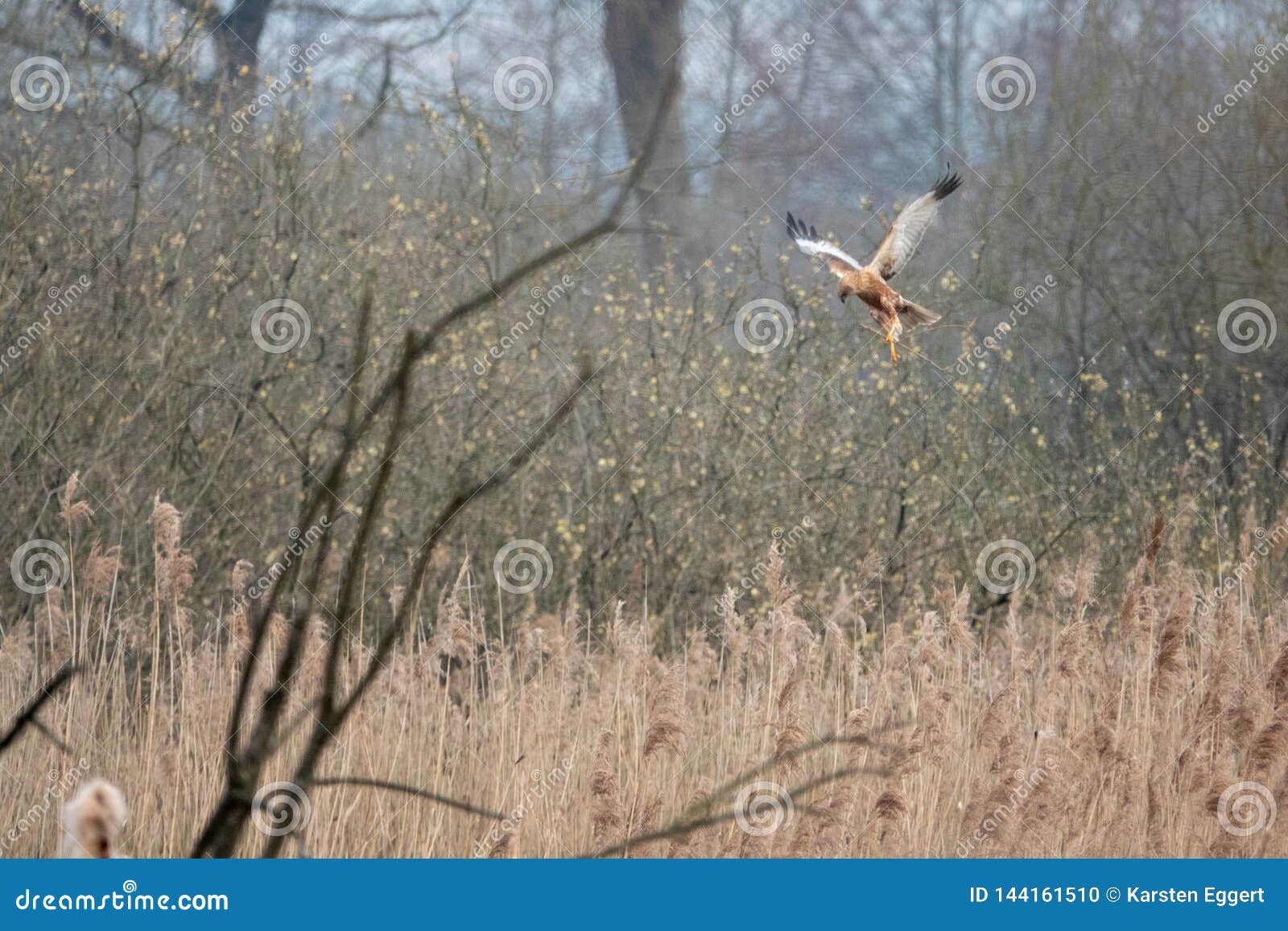 Red Kite Sits on a Tree Looking for Food Stock Photo - Image of beak ...