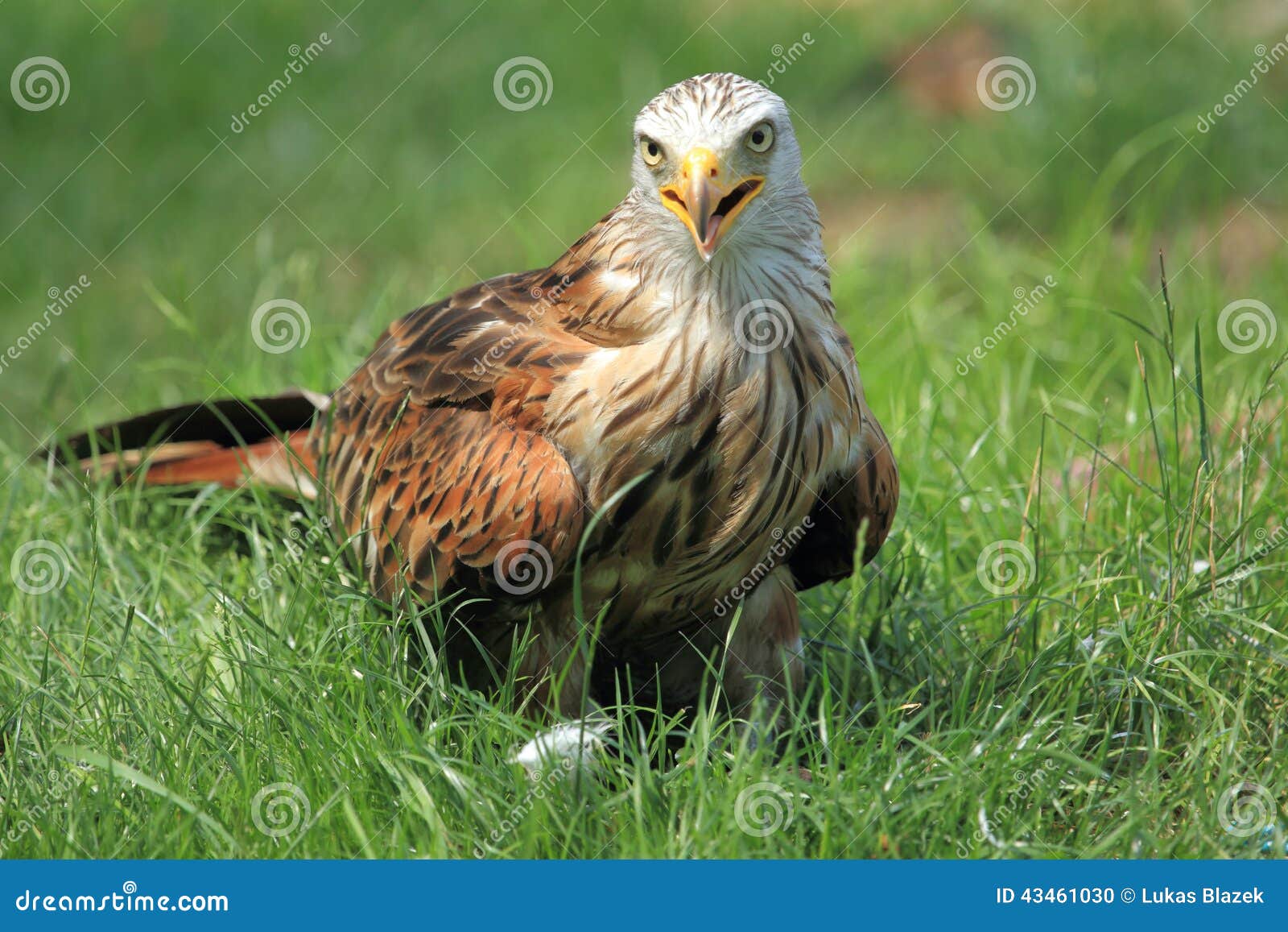 Red kite stock photo. Image of sitting, adult, predator - 43461030