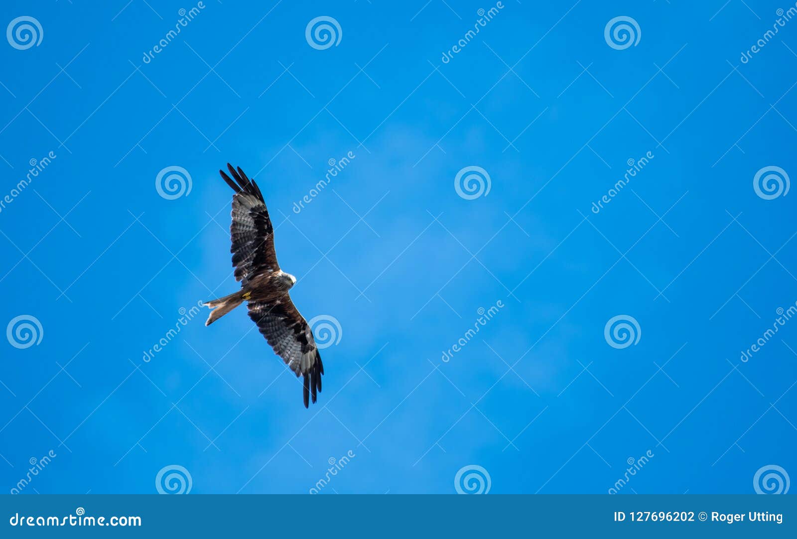 Red Kite soaring stock photo. Image of fauna, wildlife - 127696202