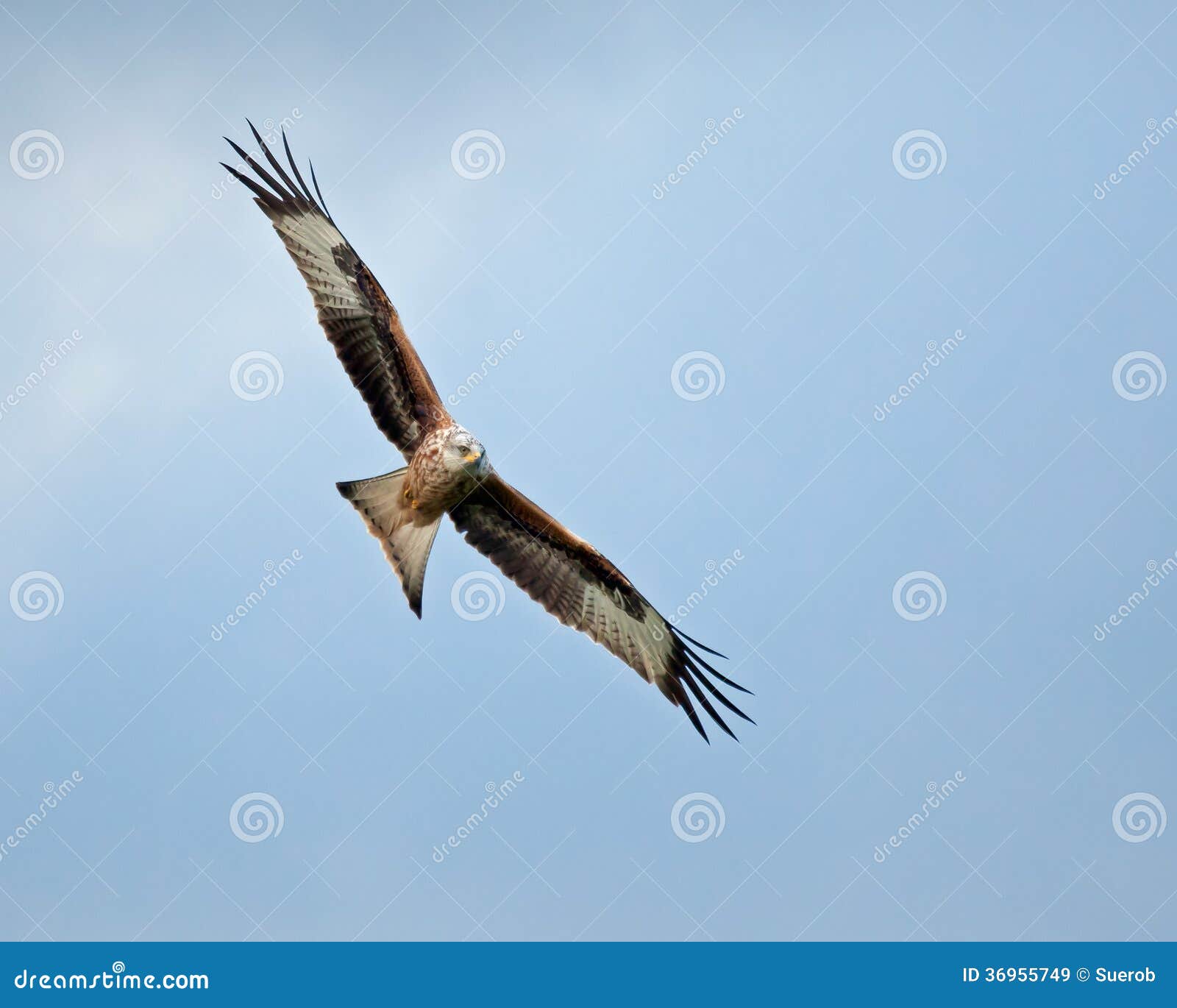 Red Kite Soaring Right stock image. Image of carrion - 36955749