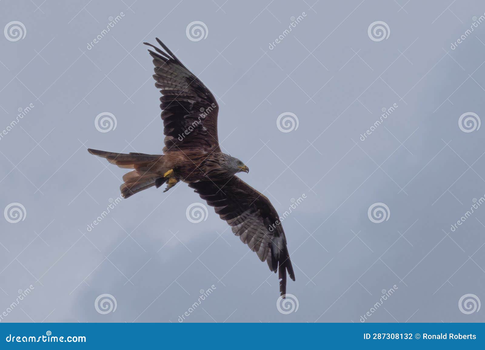 Red Kite Soaring in the Sky Stock Photo - Image of nature, beak: 287308132