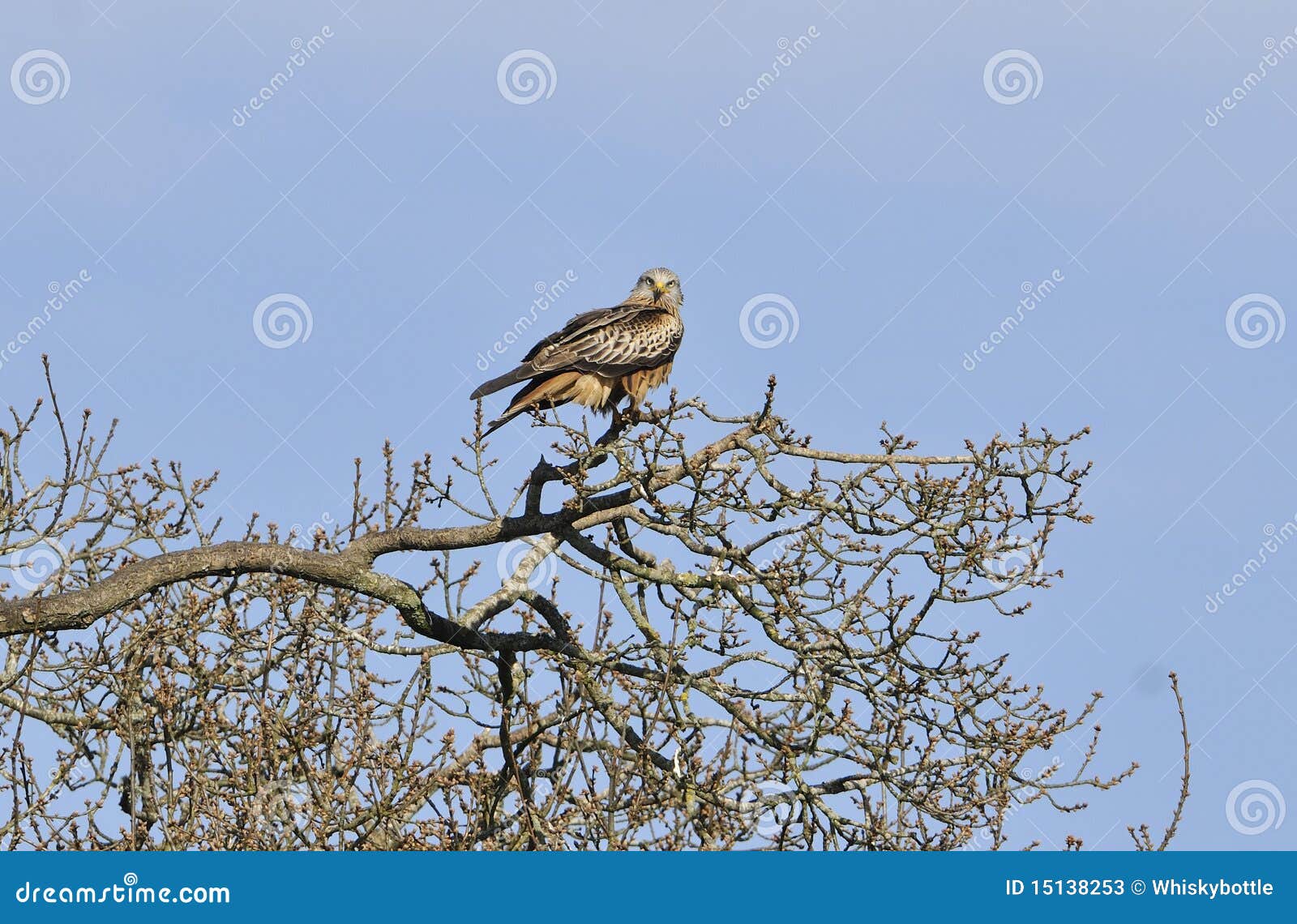 Red Kite in tree stock image. Image of wales, beak, white - 15138253
