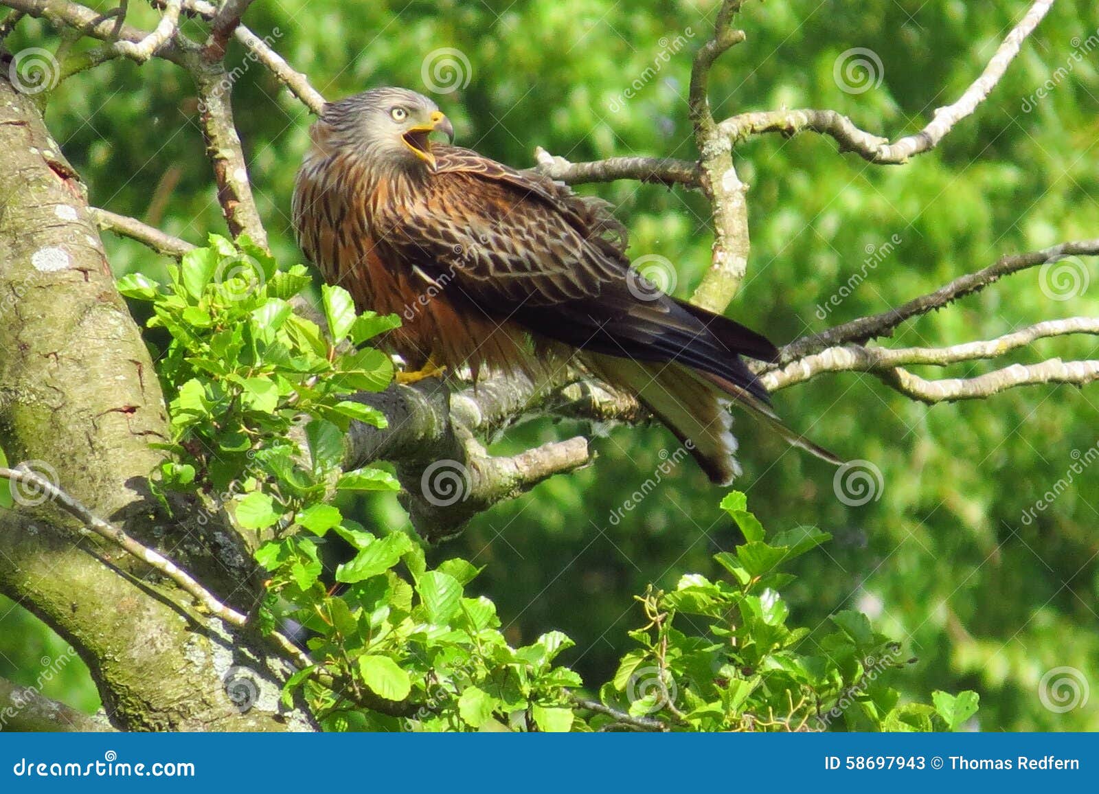 Red kite stock image. Image of wildlife, bird, nature - 58697943