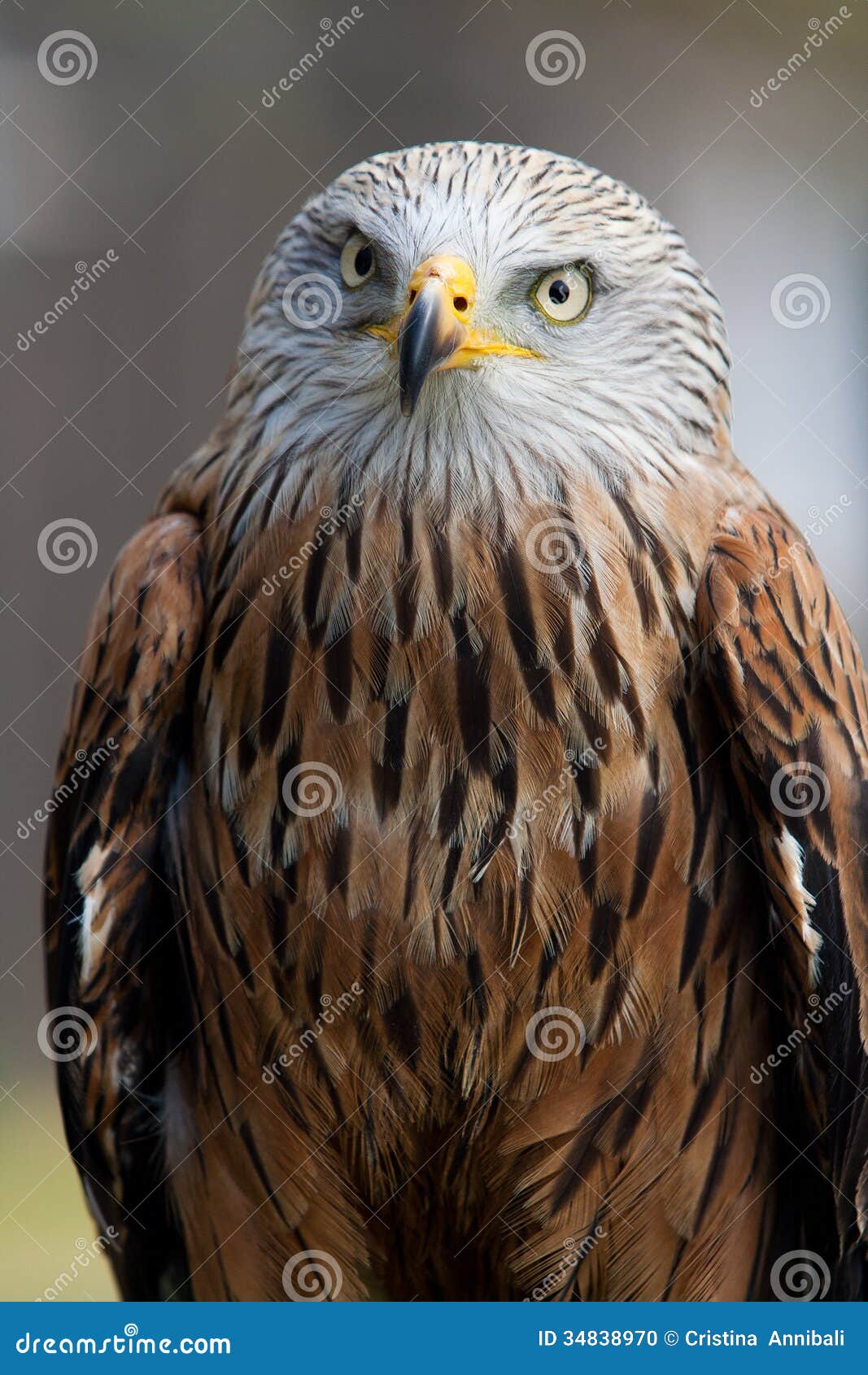 Red kite stock photo. Image of feathers, kites, raptor - 34838970