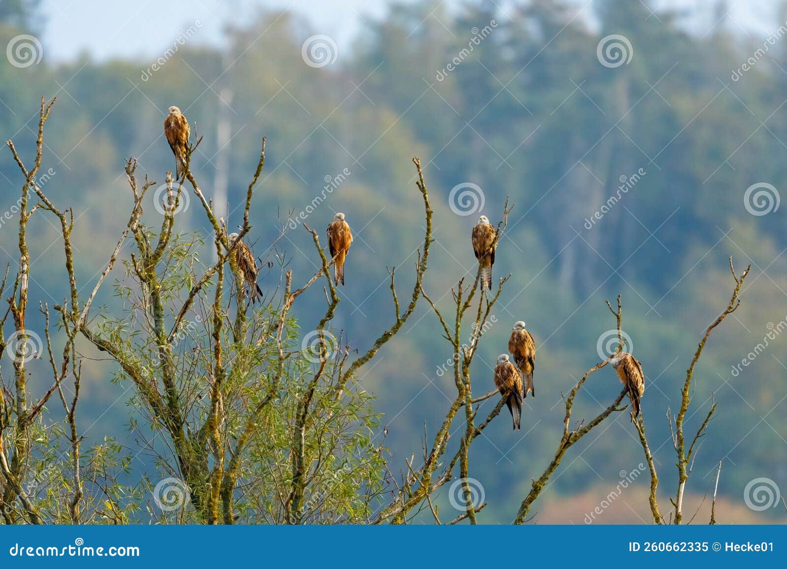Red Kite in a tree stock image. Image of kite, wild - 260662335