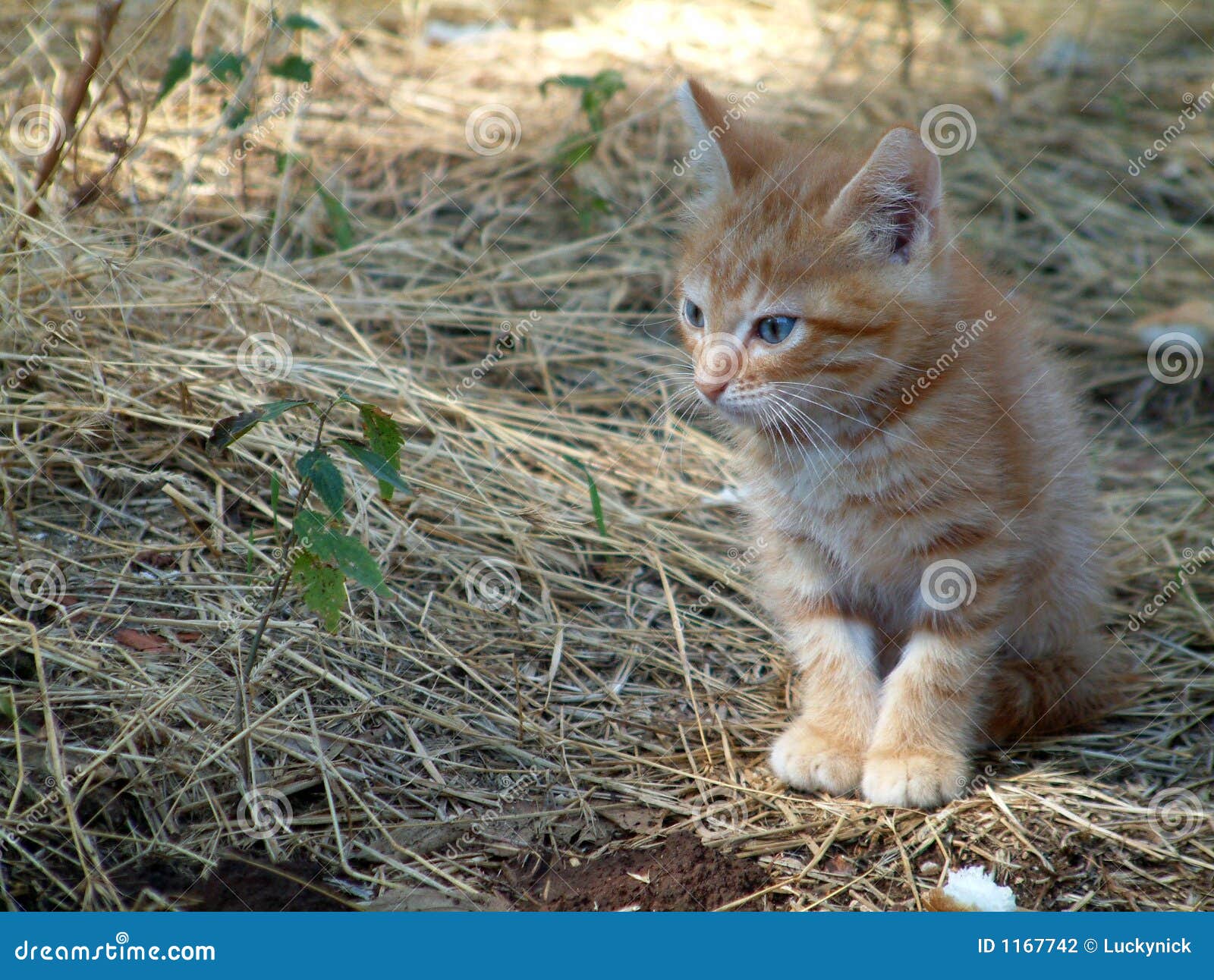 Red kitten stock photo. Image of horizontal, looks, looking - 1167742