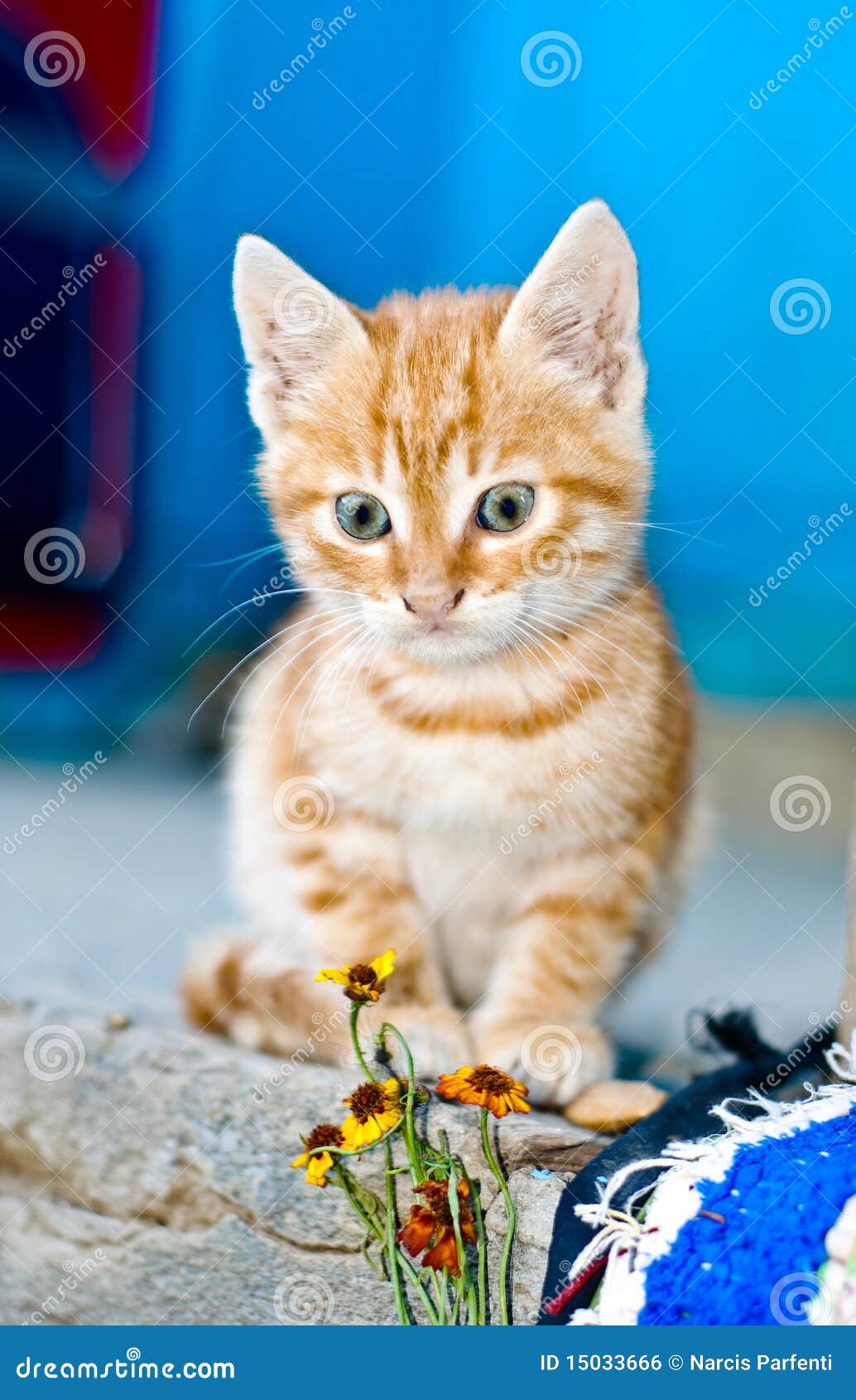 Red kitten stock photo. Image of closeup, furry, mammal - 15033666