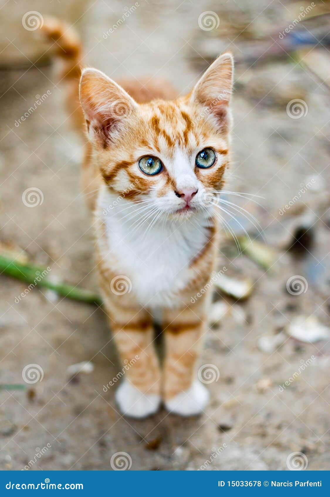 Red kitten stock photo. Image of friend, look, kitten - 15033678