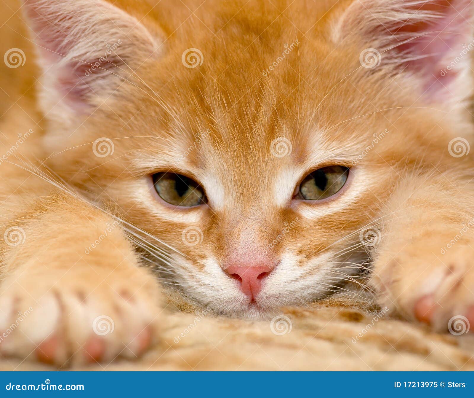 Red kitten stock image. Image of animals, studio, kitten - 17213975