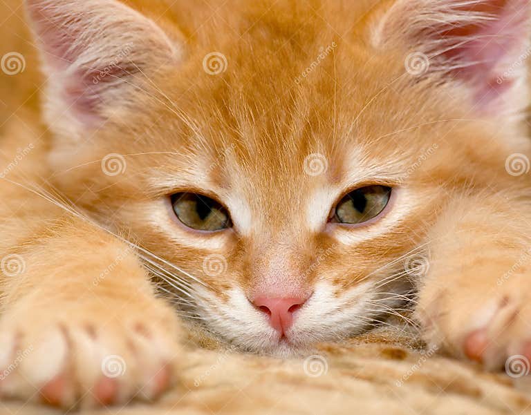 Red kitten stock image. Image of animals, studio, kitten - 17213975