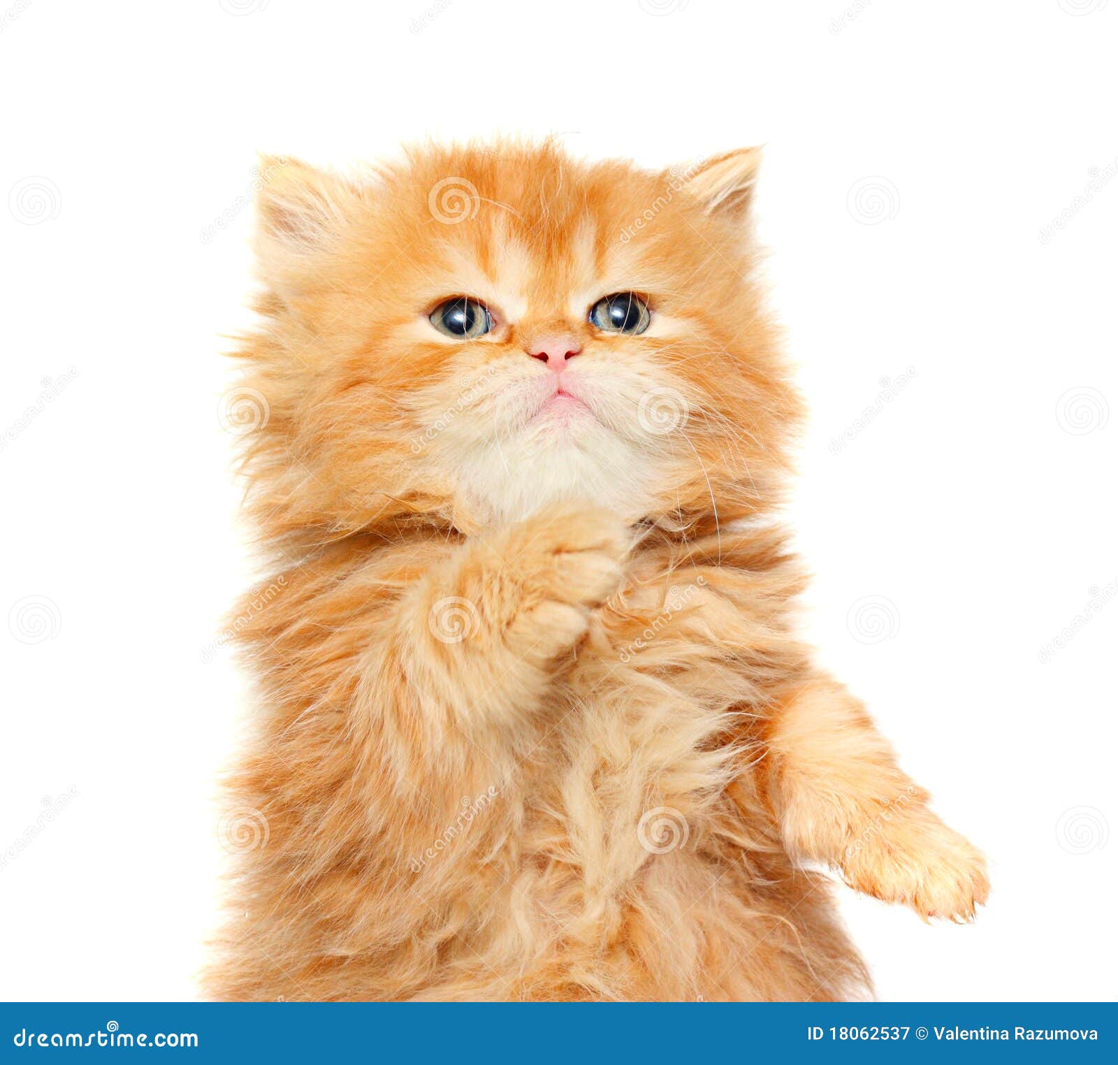 Red kitten stock image. Image of puss, small, animal - 18062537