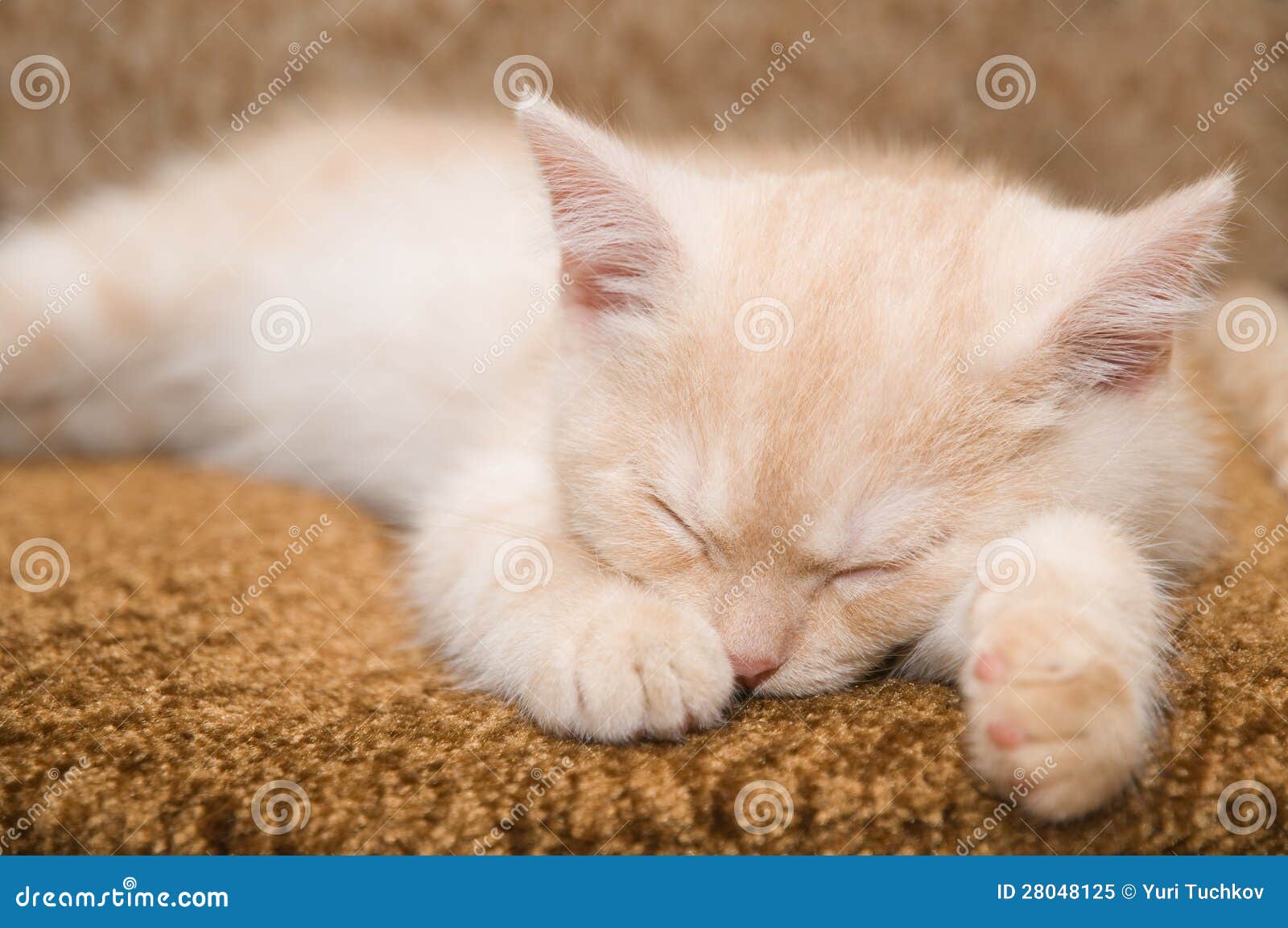 Red kitten stock image. Image of sitting, sleep, mammal - 28048125