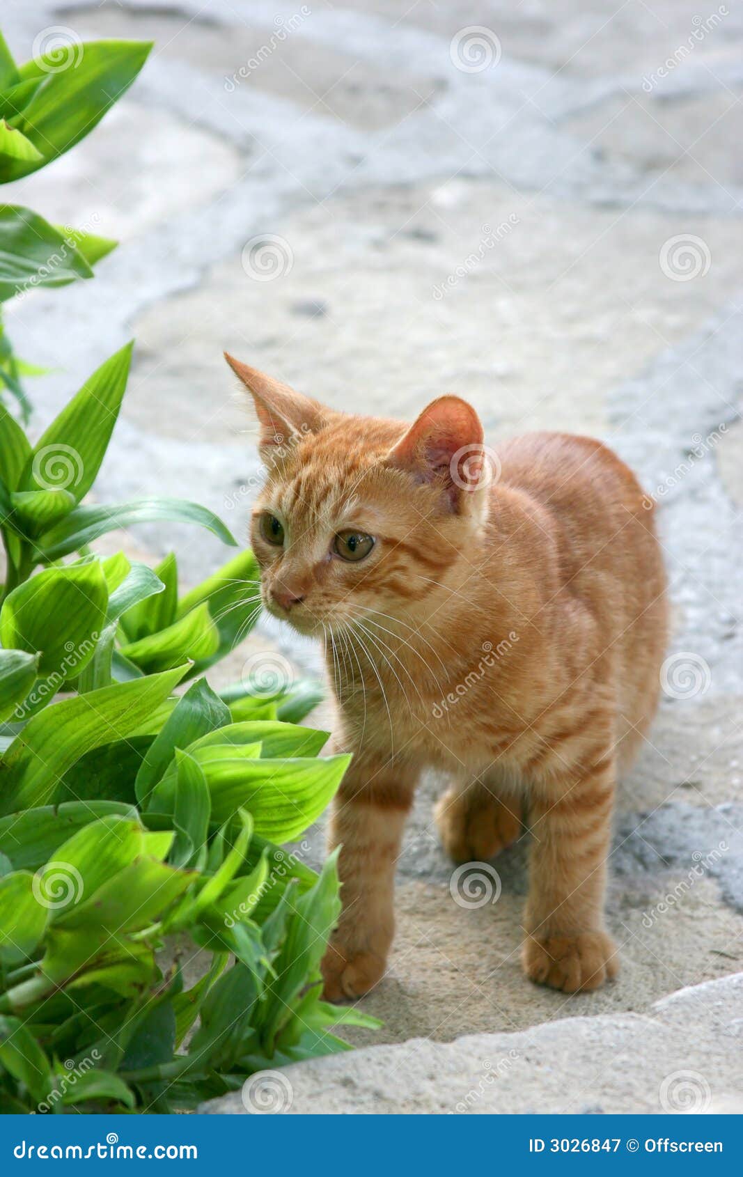 The red kitten stock image. Image of animals, mystery - 3026847