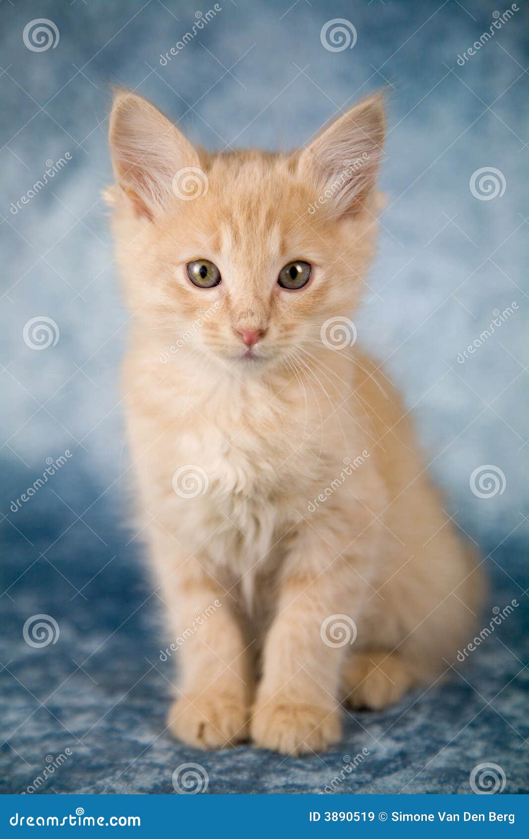Red kitten stock image. Image of small, cute, domestic - 3890519