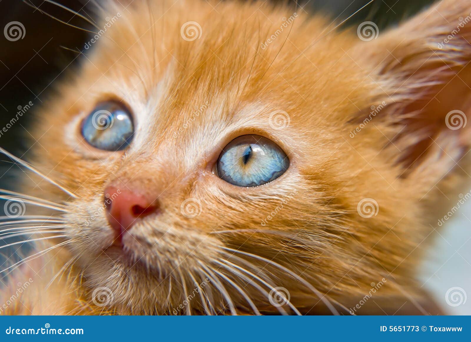Red kitten stock image. Image of child, color, portrait - 5651773