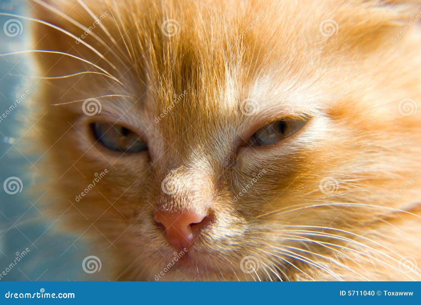 Red kitten stock photo. Image of love, macro, cute, soft - 5711040