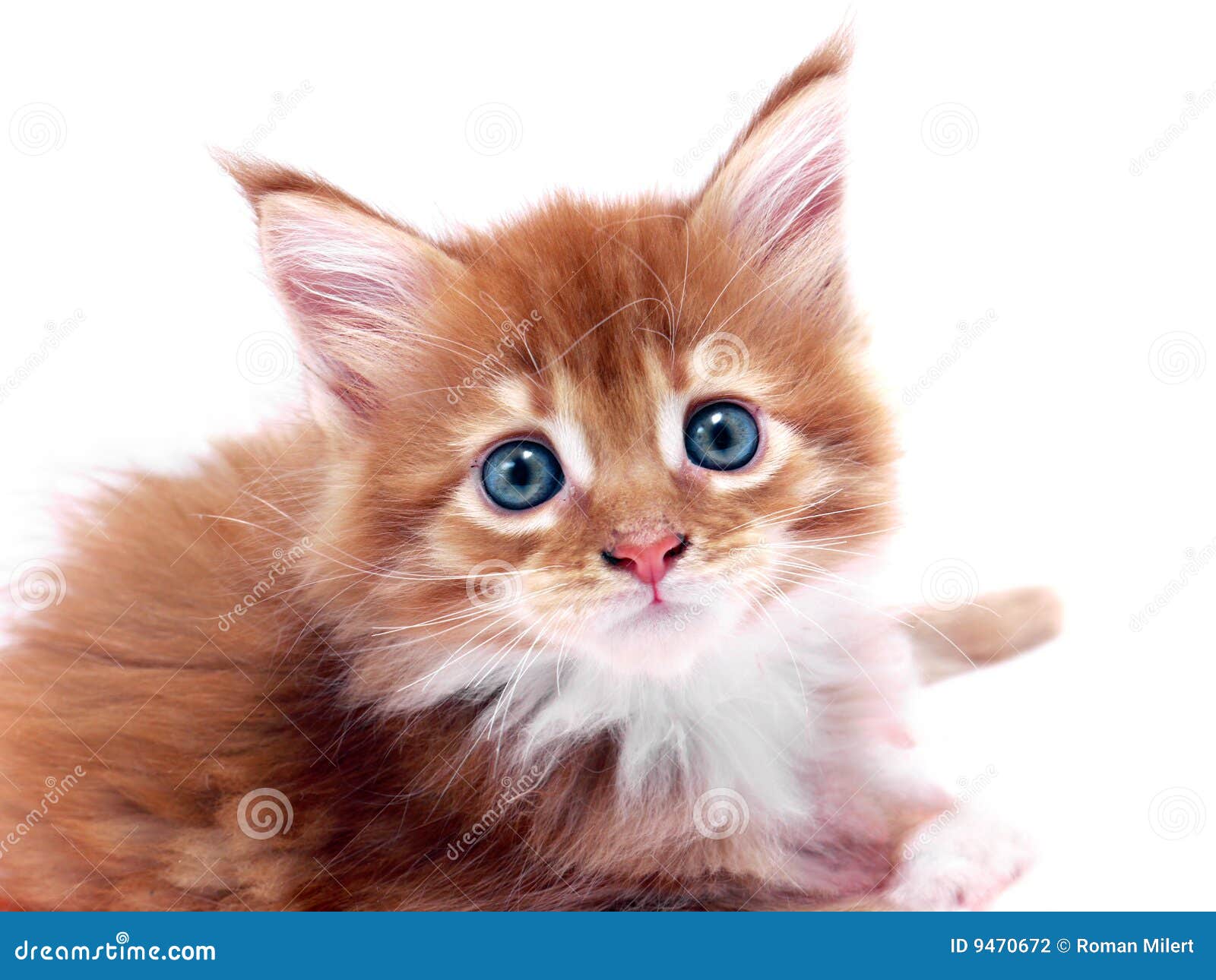 Red kitten stock photo. Image of domestic, little, sweet - 9470672