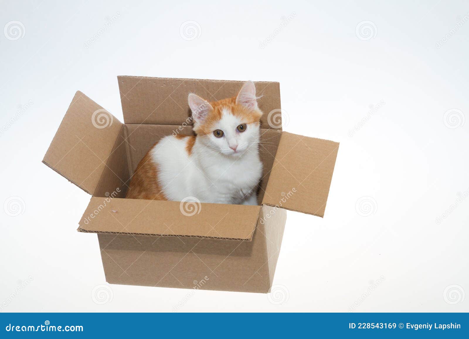 A Red Kitten in a Box on a White Background. a White-orange Cat is ...