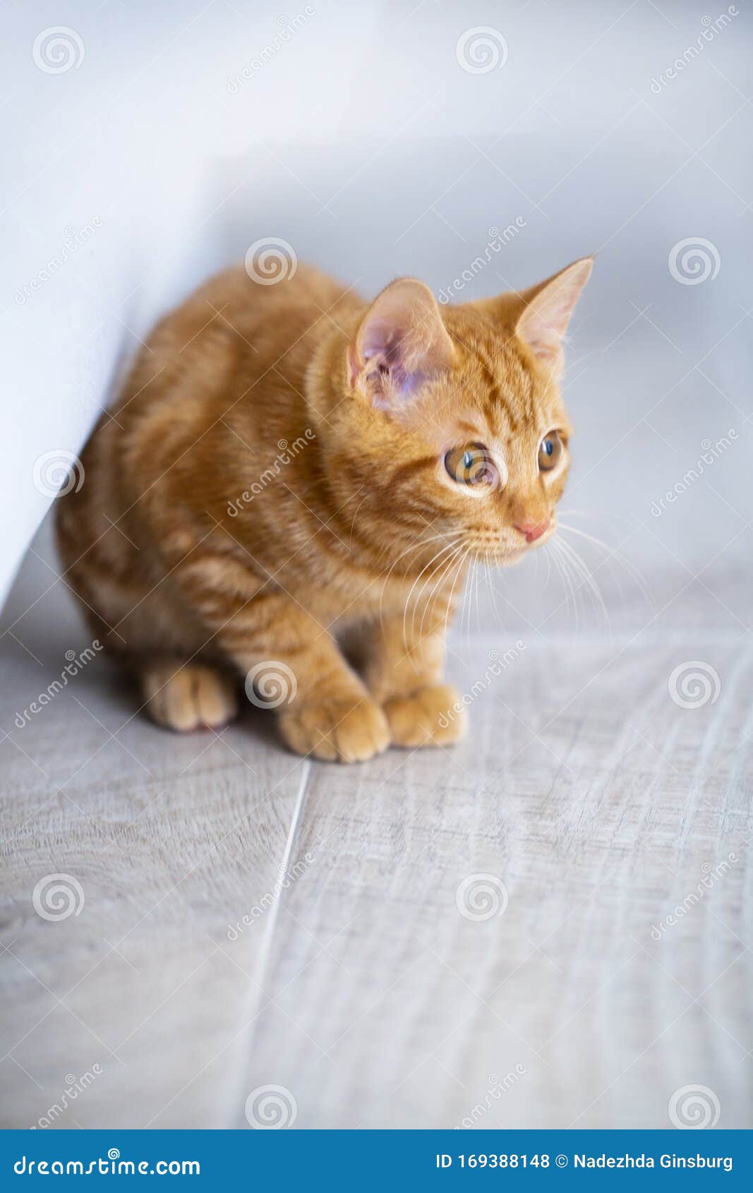 Red Kitten Breed Kuril Bobtail Stock Photo - Image of friendly ...