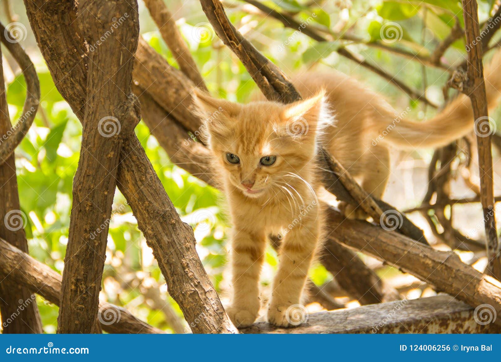 A Red Kitten is Climbing a Tree Stock Photo - Image of soft, ironing ...