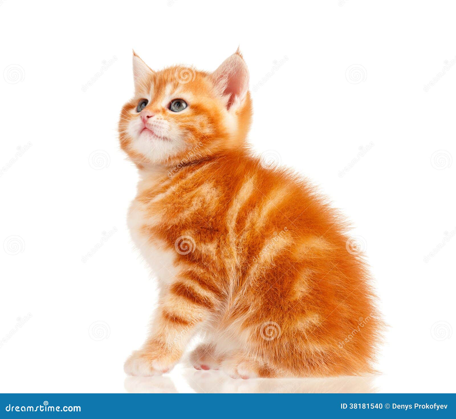 Red kitten stock photo. Image of orange, childhood, beast - 38181540