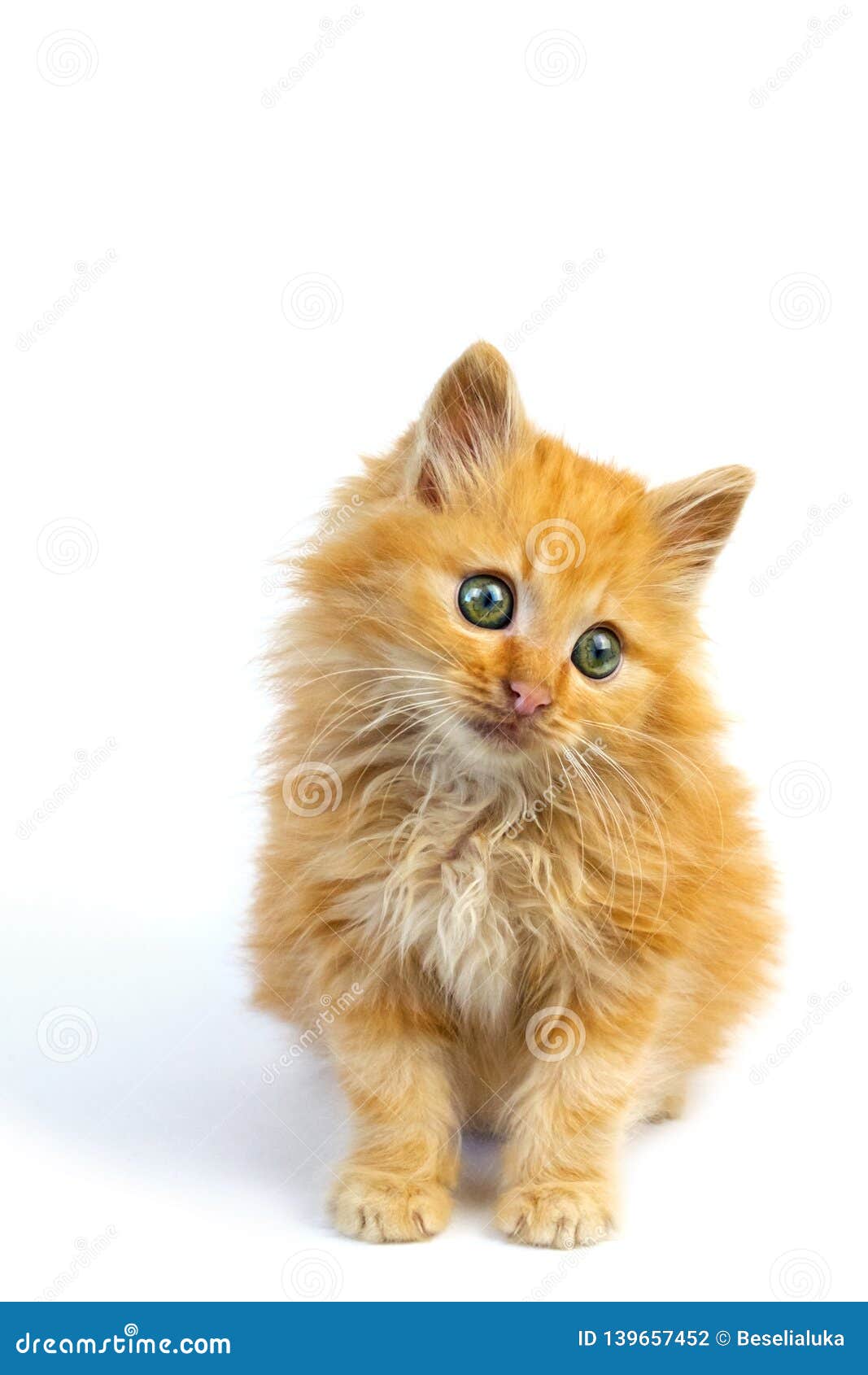 Red kitten stock photo. Image of background, looking - 139657452