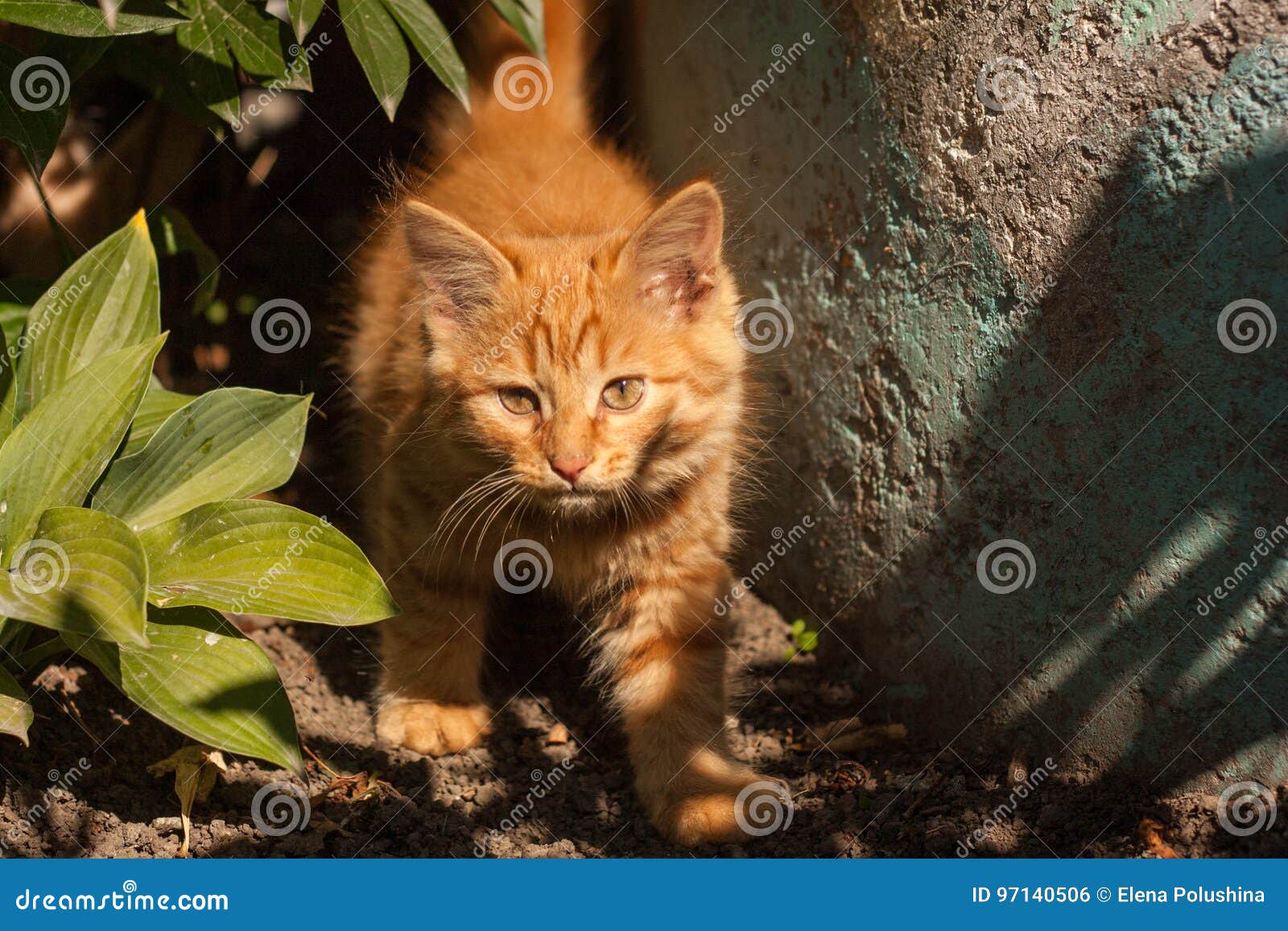 Red kitten in the garden stock photo. Image of floor - 97140506