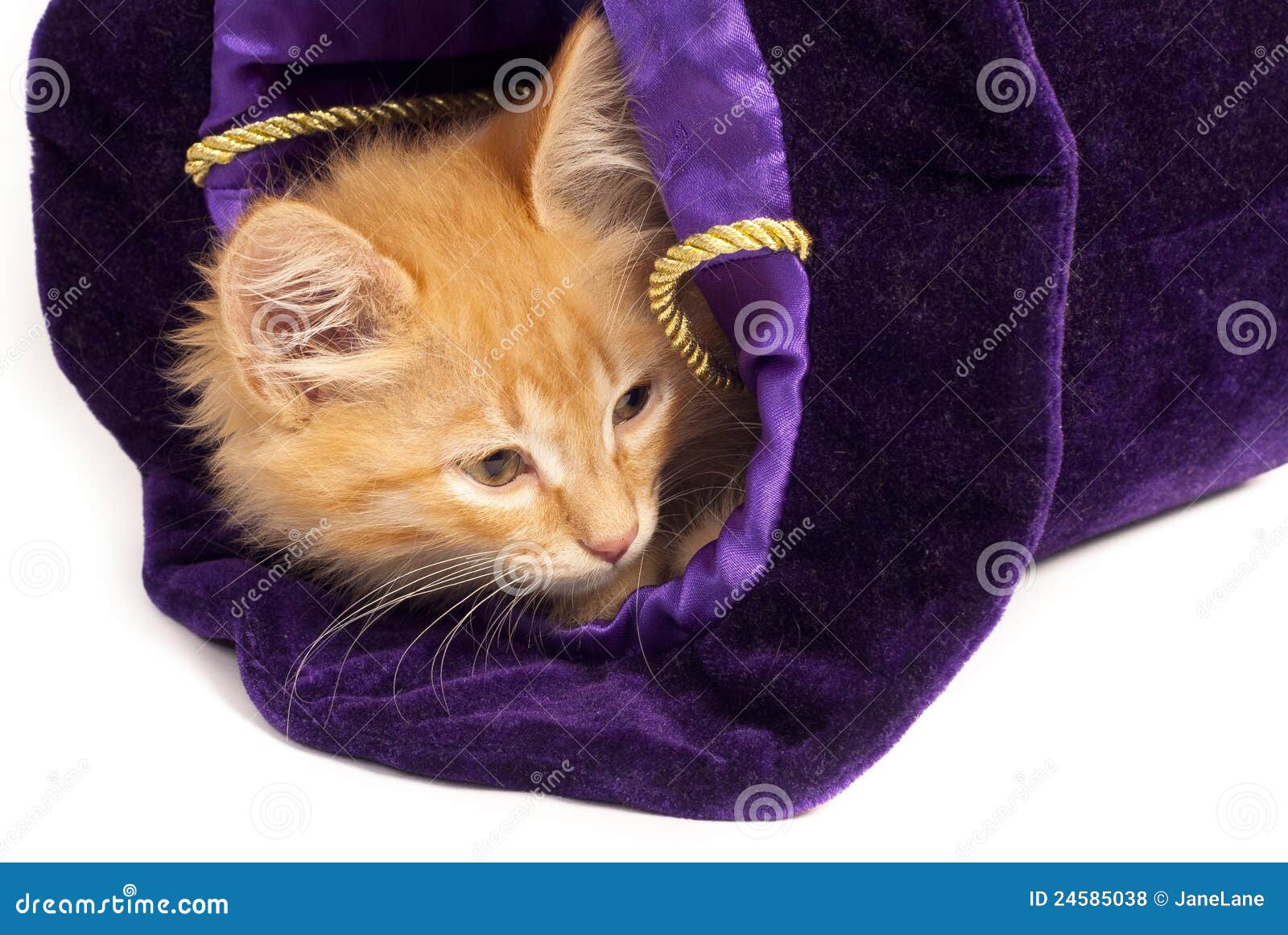Red kitten in magic hat stock photo. Image of deft, adorable - 24585038