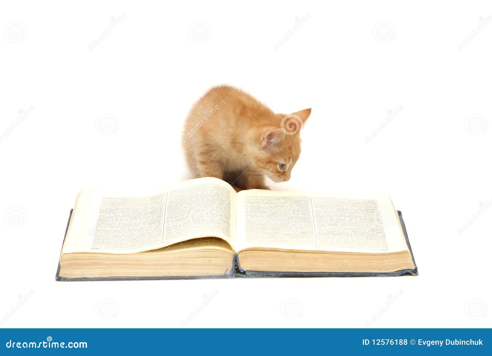 Red kitten reading a book stock photo. Image of puss - 12576188