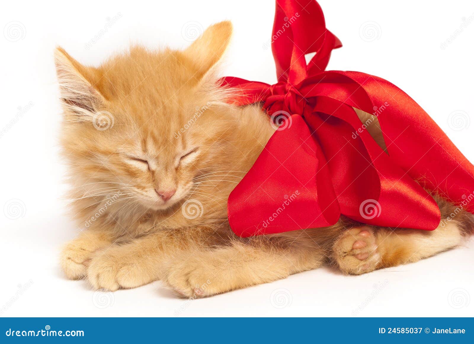 Red kitten with red ribbon stock image. Image of graceful - 24585037