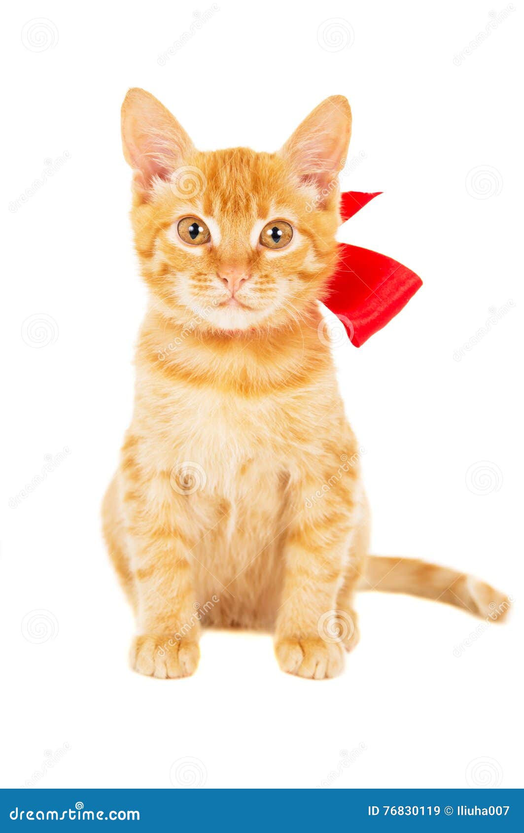 Red kitten with ribbon stock image. Image of advertising - 76830119