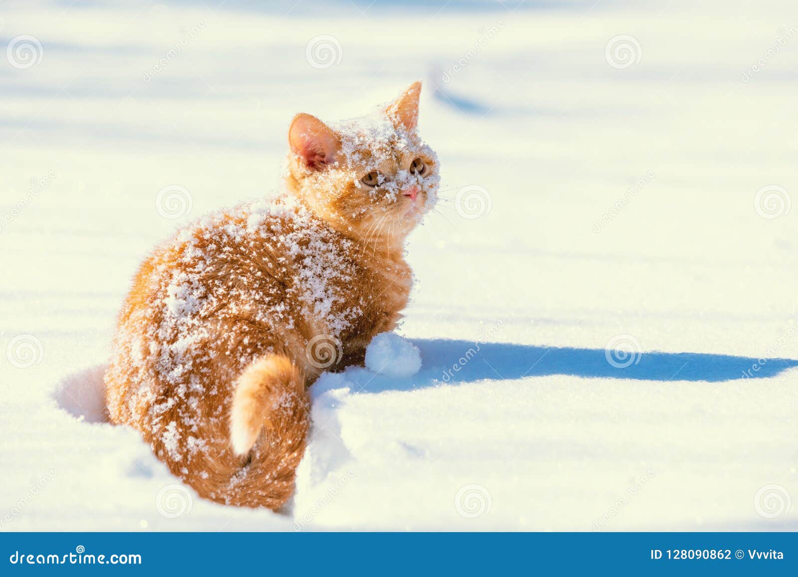 Kitten Sitting in the Deep Snow Stock Photo - Image of outdoors, deep ...