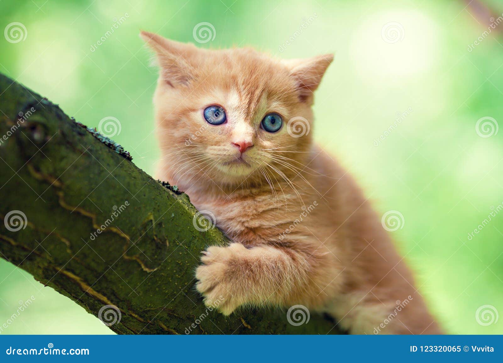 Red Kitten Sitting on a Tree Stock Image - Image of fresh, redhaired ...