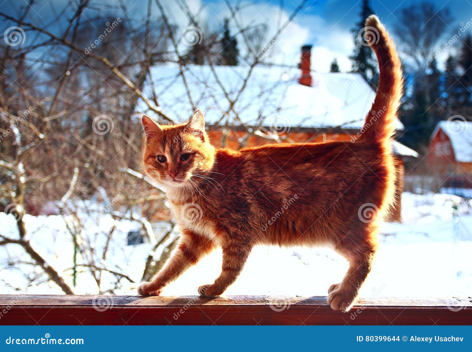 Red kitten winter day stock photo. Image of cold, beautiful - 80399644
