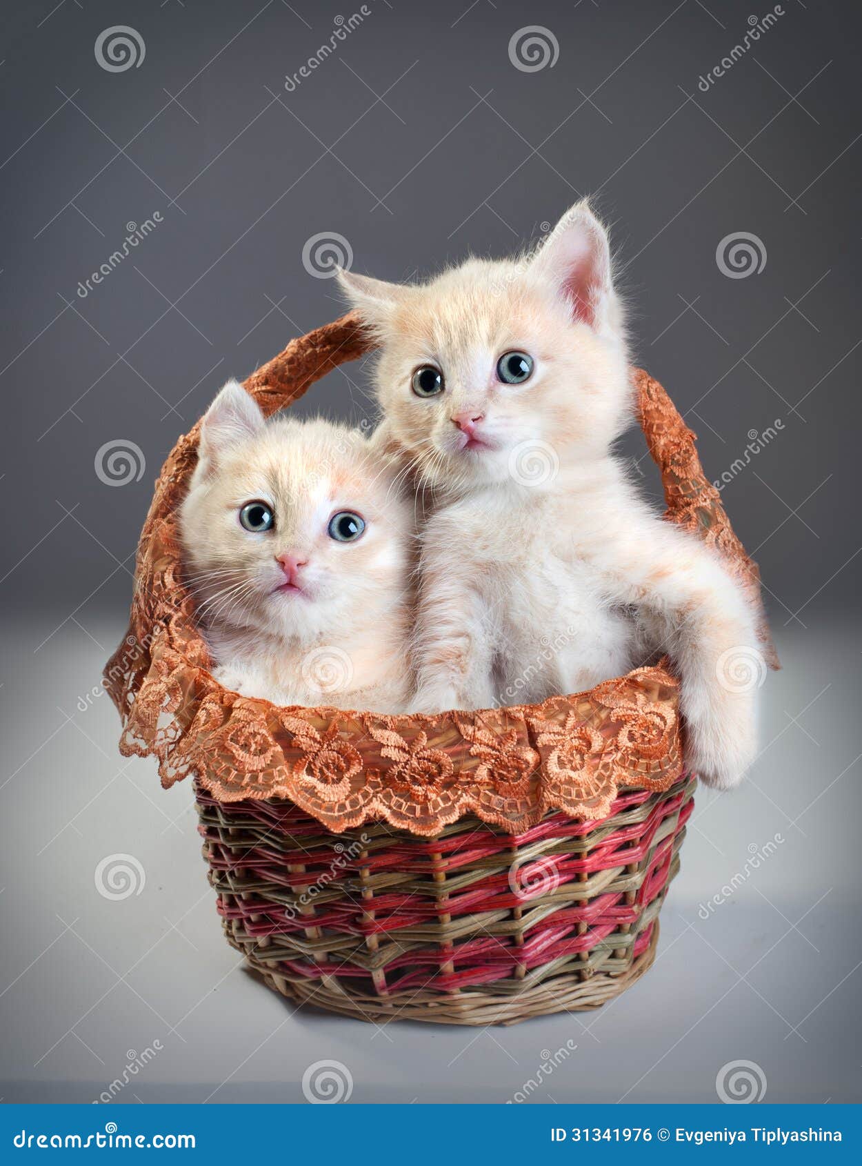 Red kittens in basket stock photo. Image of beautiful - 31341976