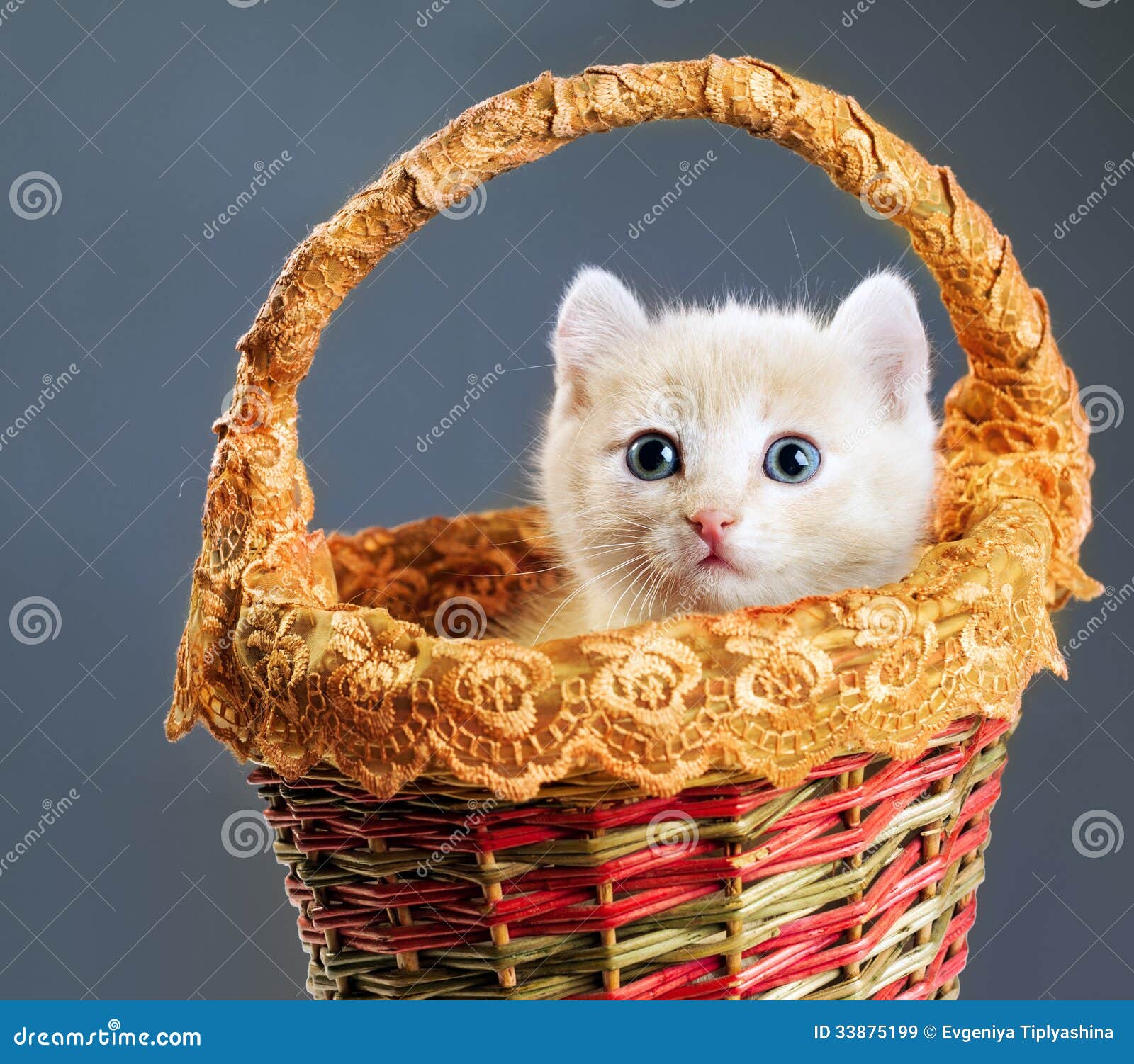 Red kittens stock image. Image of animal, nice, portrait - 33875199
