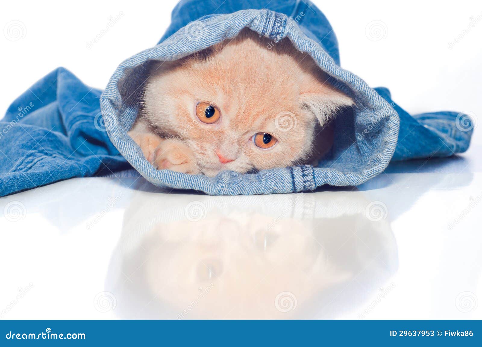 Red kitty stock image. Image of animal, trousers, kitty - 29637953