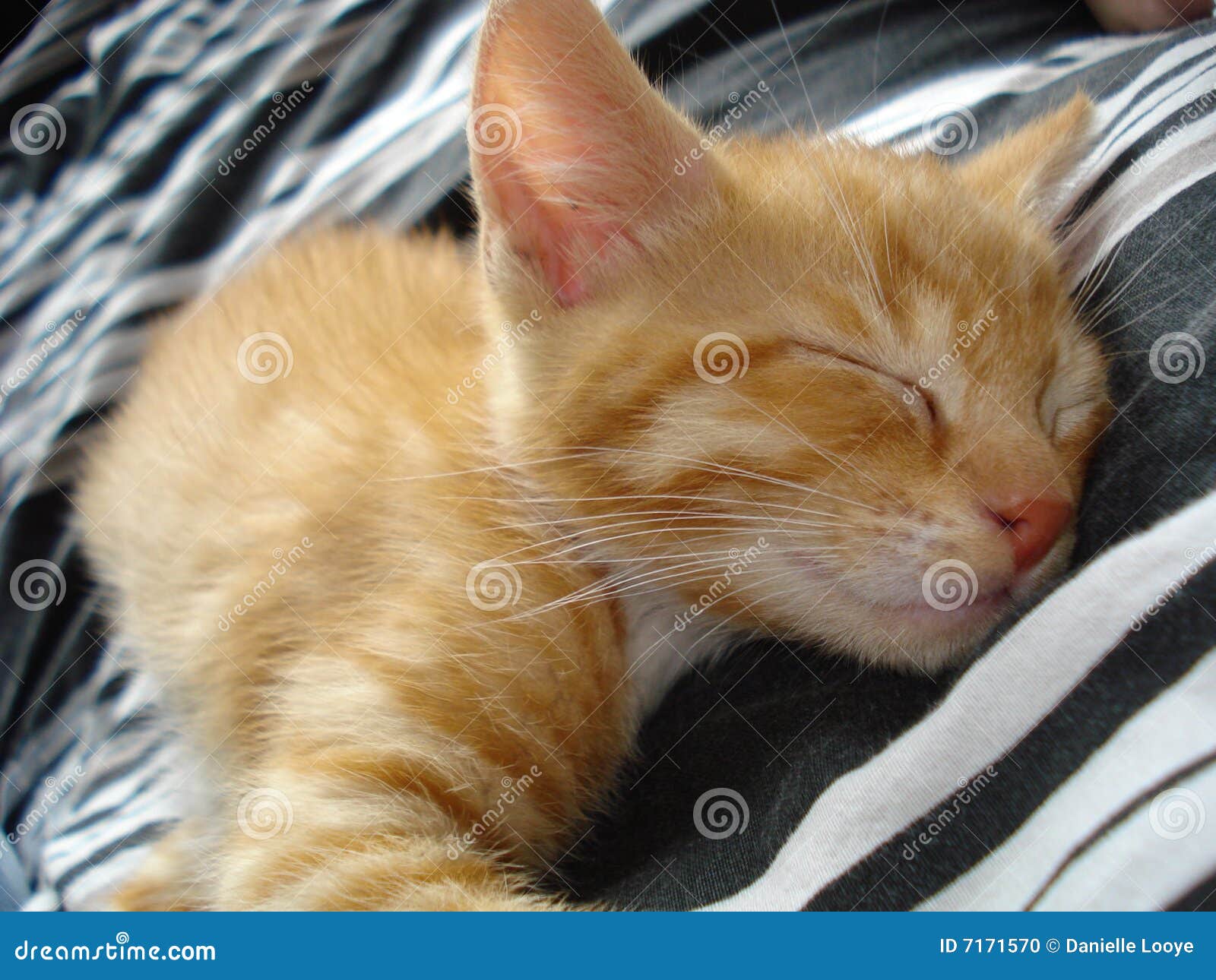 Red kitty stock photo. Image of sleeping, weeks, kitten - 7171570