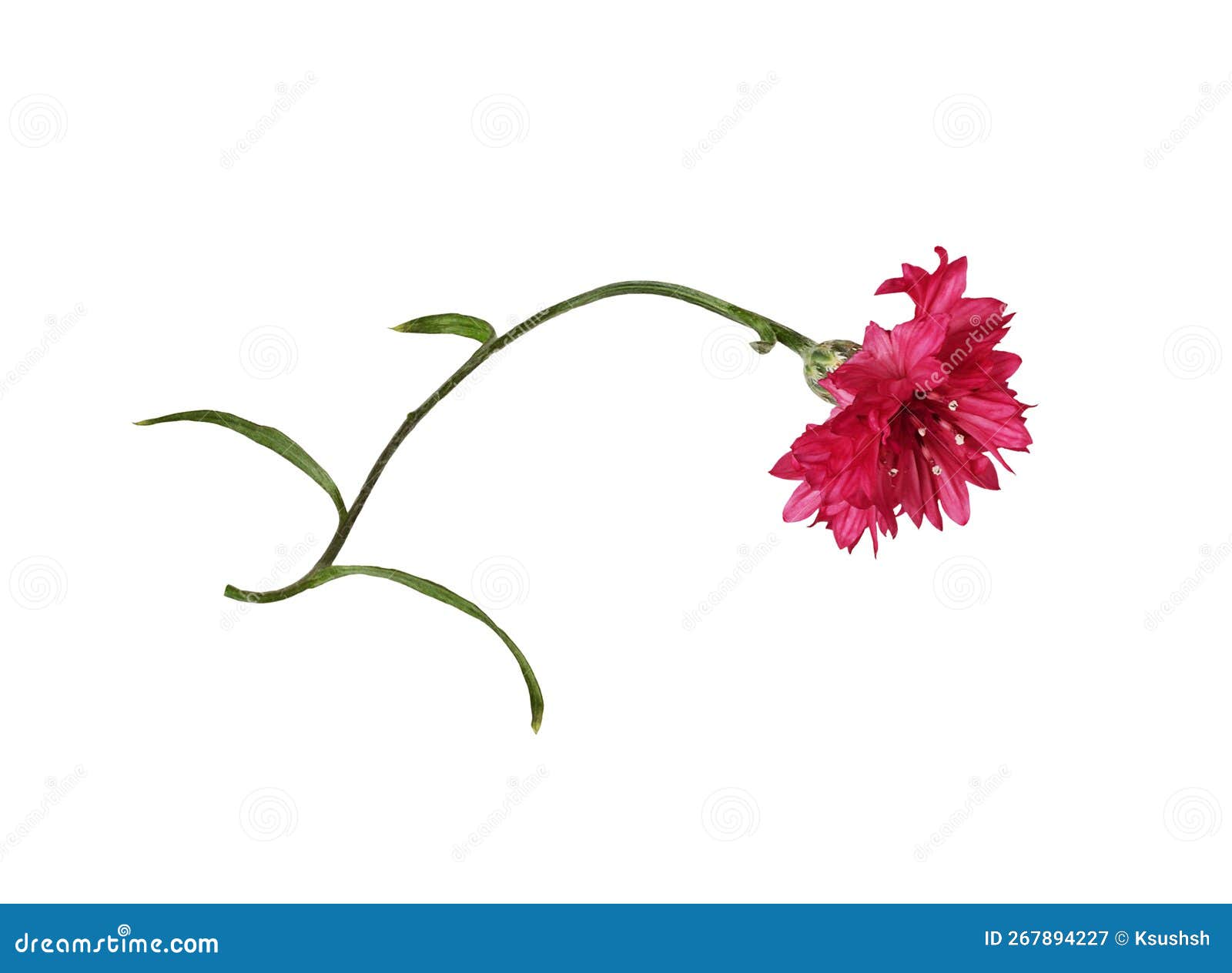 Red Knapweed Flower with Curved Stem Isolated Stock Image - Image of ...
