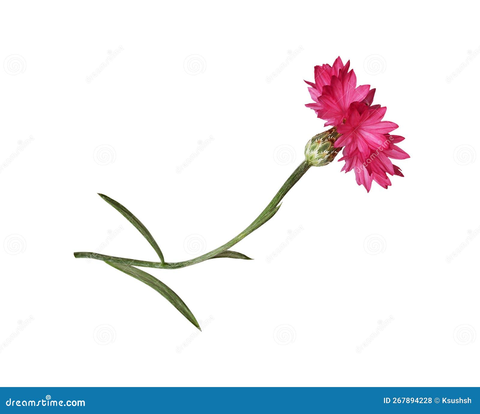 Red Knapweed Flower with Curved Stem Isolated Stock Photo - Image of ...
