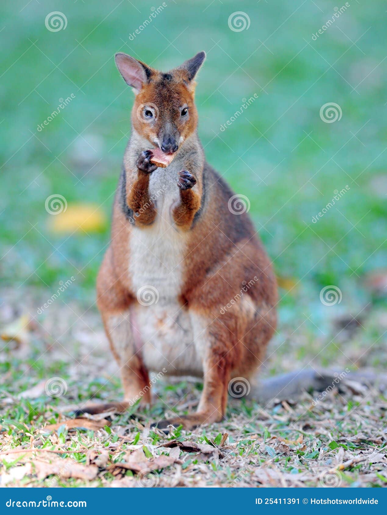 Red Knecked Wallaby, Queensland, Australia Stock Image - Image of icon ...