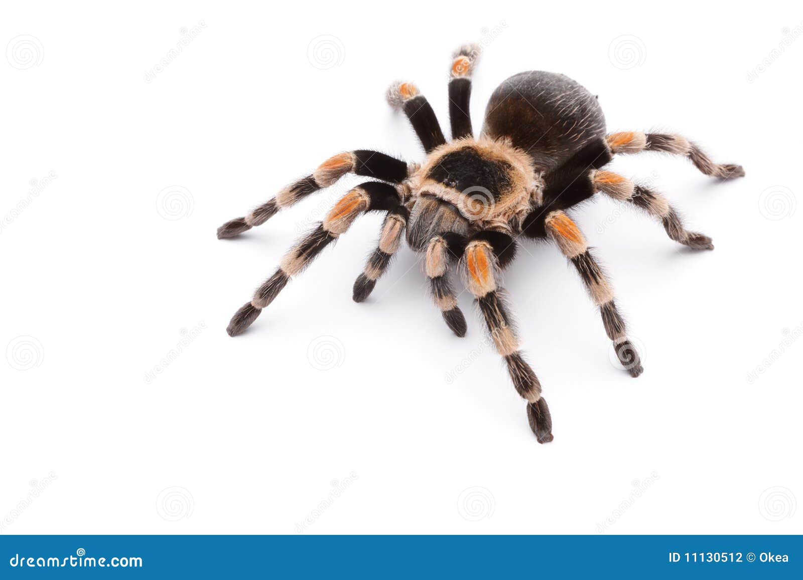 Red knee tarantula stock photo. Image of isolated, nature - 11130512