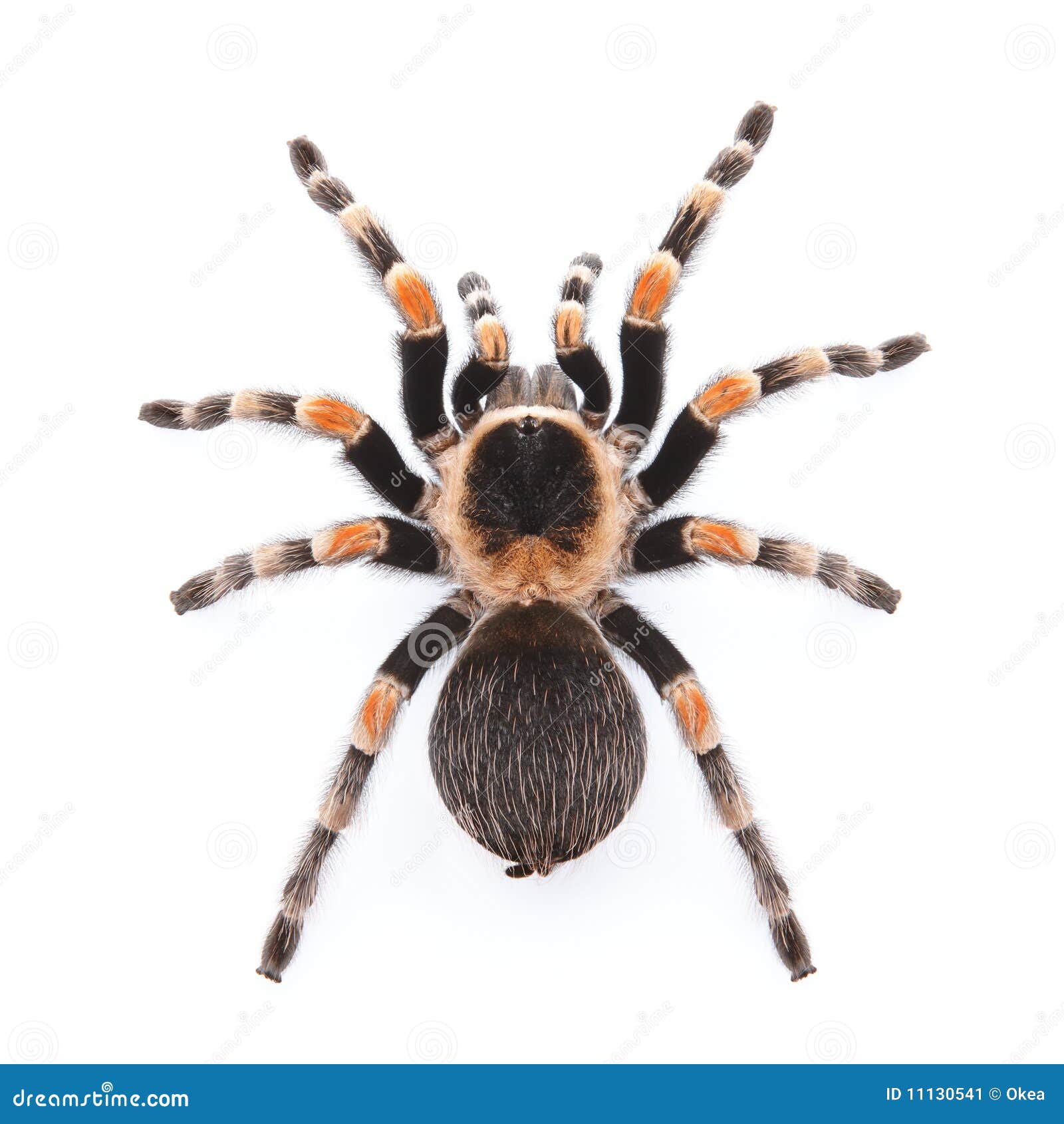 Red knee tarantula stock image. Image of wildlife, tarantula - 11130541