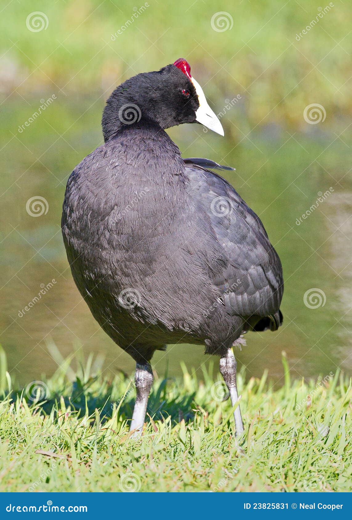 Red Knobbed Coot stock image. Image of cristata, pond - 23825831