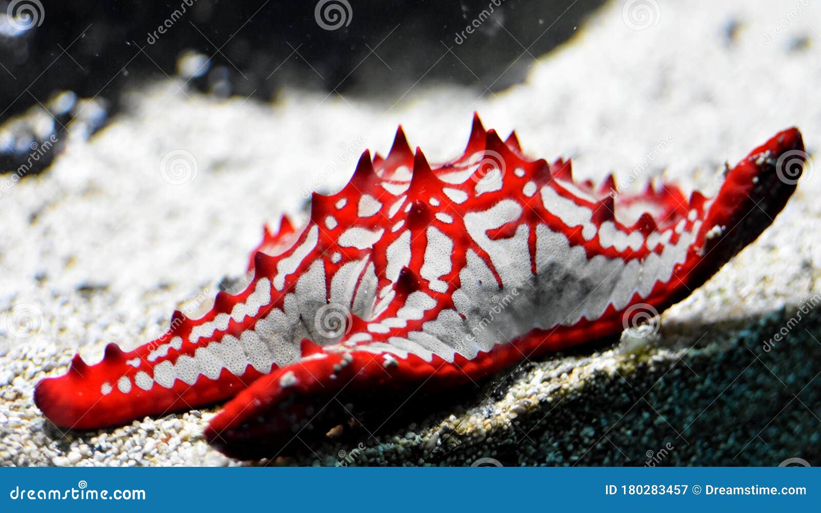 Red-knobbed Starfish Spotted on a Sandy Bottom Stock Image - Image of ...