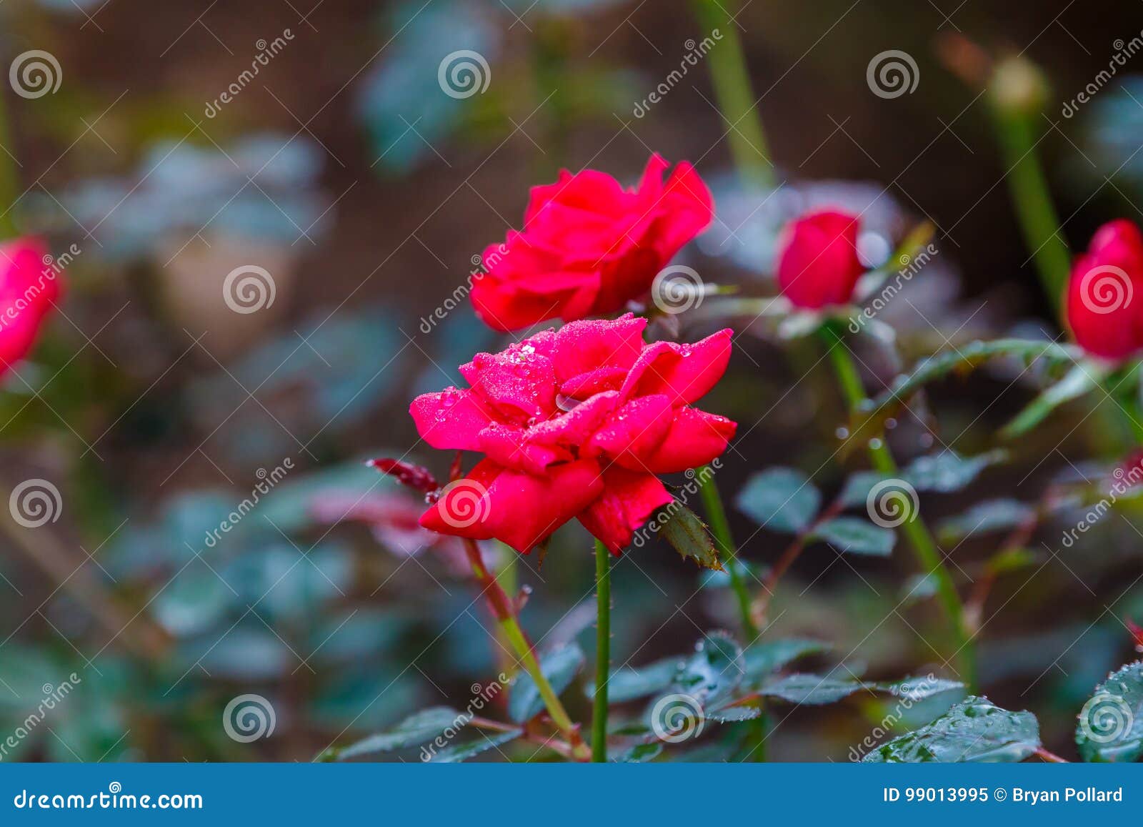 Red Knock Out Roses stock image. Image of nature, knock - 99013995