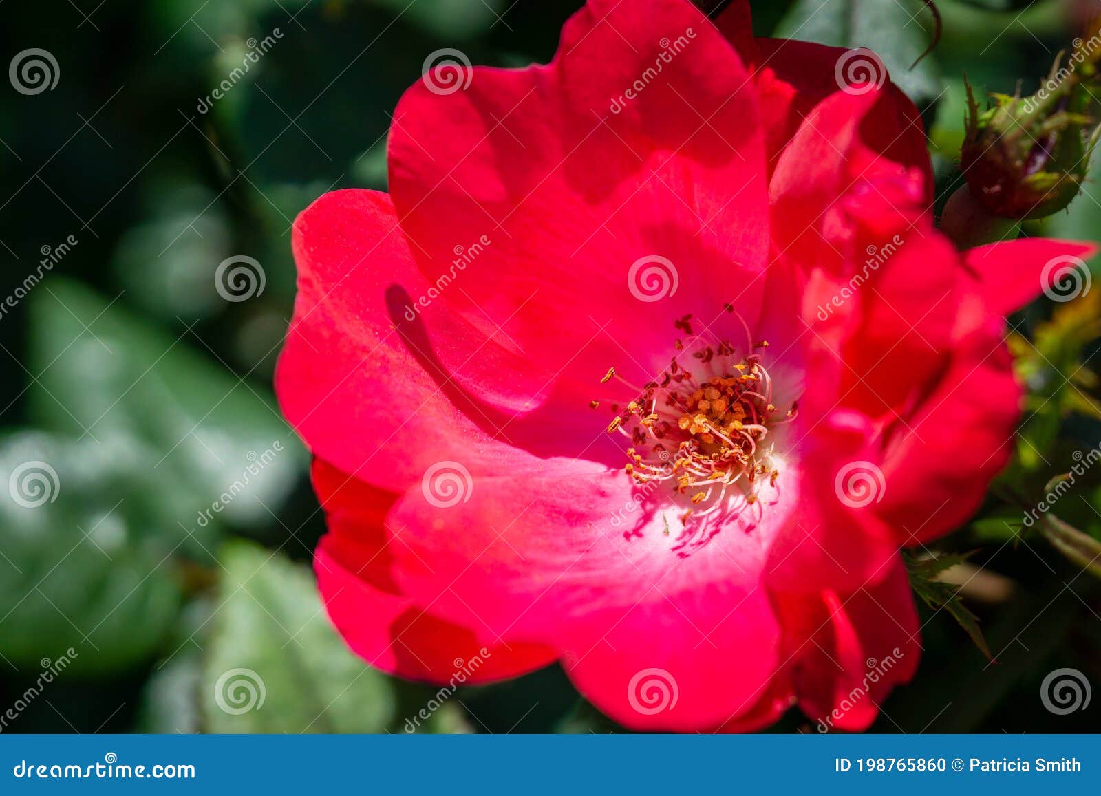 Red knockout rose on bush stock photo. Image of closeup - 198765860