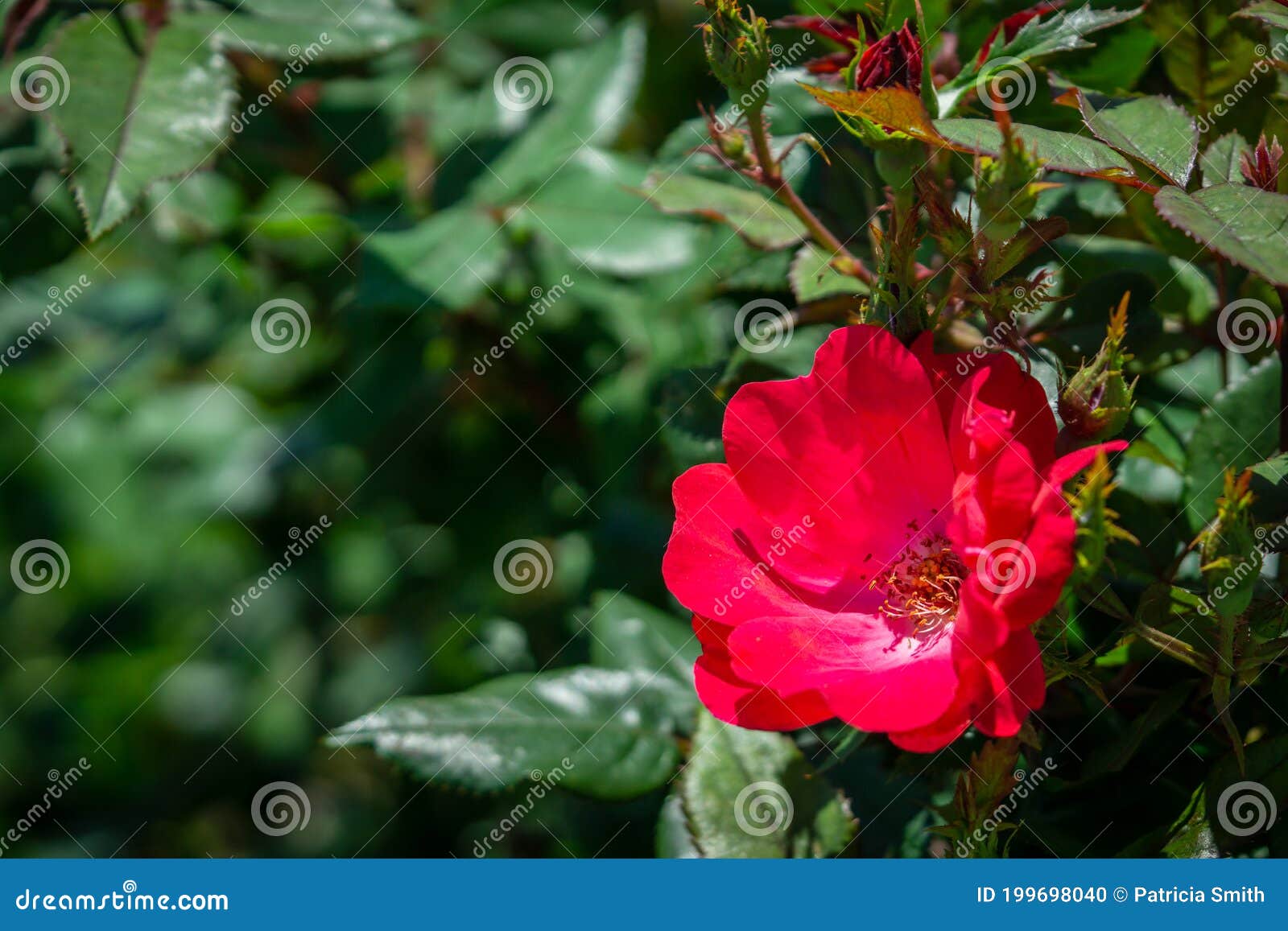 Red knockout rose on bush stock photo. Image of flowers - 199698040